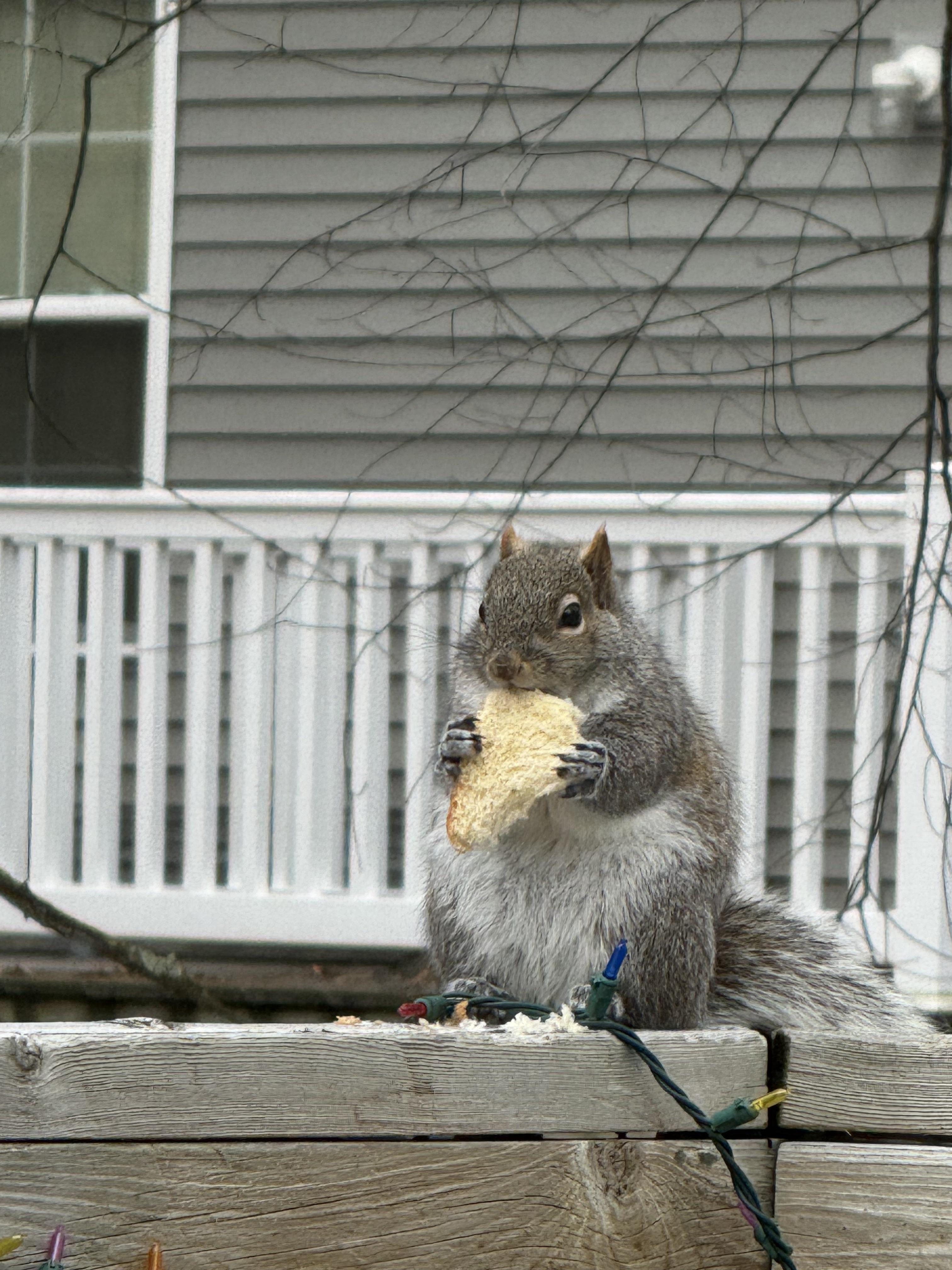 Midday snack on the deck | Scrolller