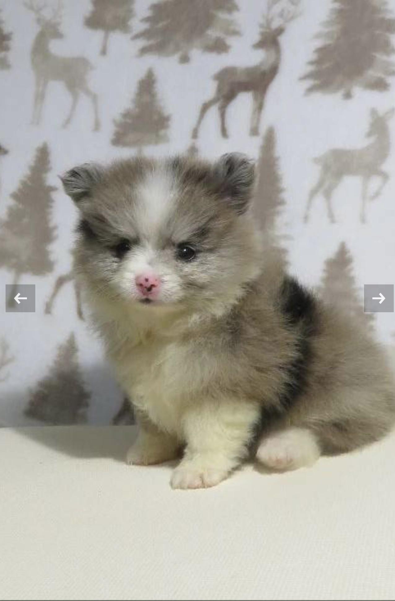 Cosmo 🥰 | Scrolller