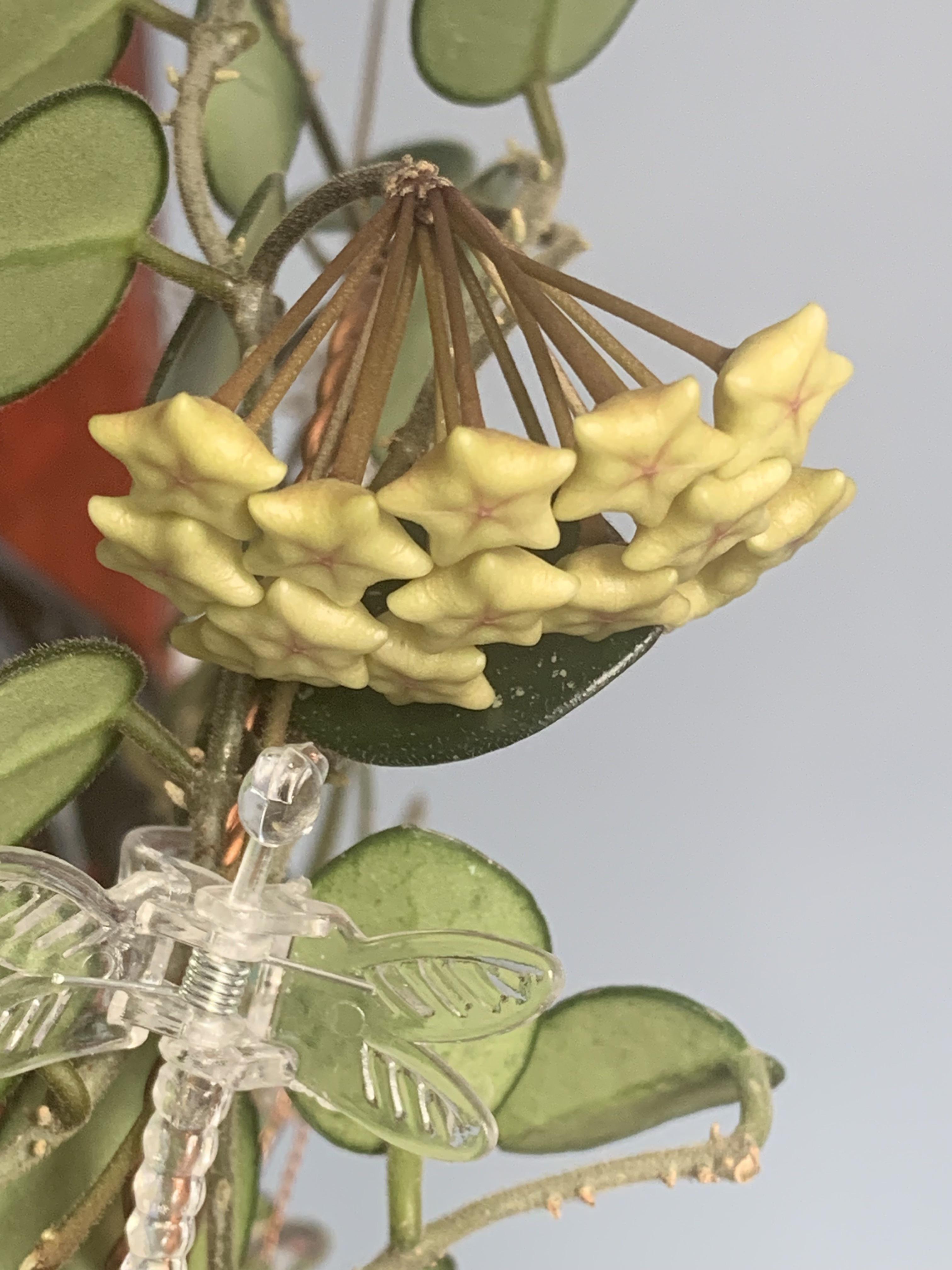 First time bloom on my mathilde! | Scrolller