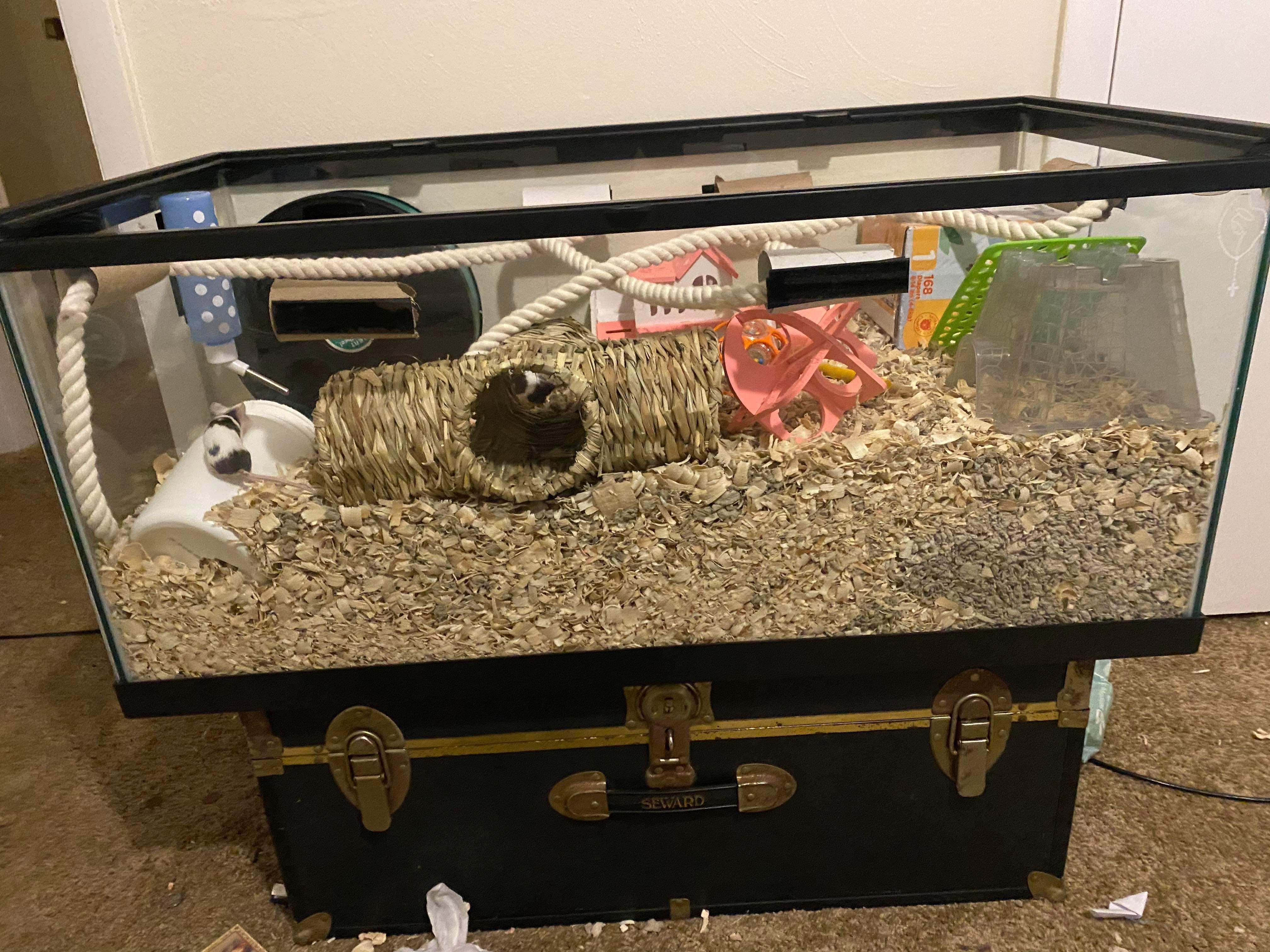 New to Mice. Here’s my setup. Got 5 girls in here. | Scrolller