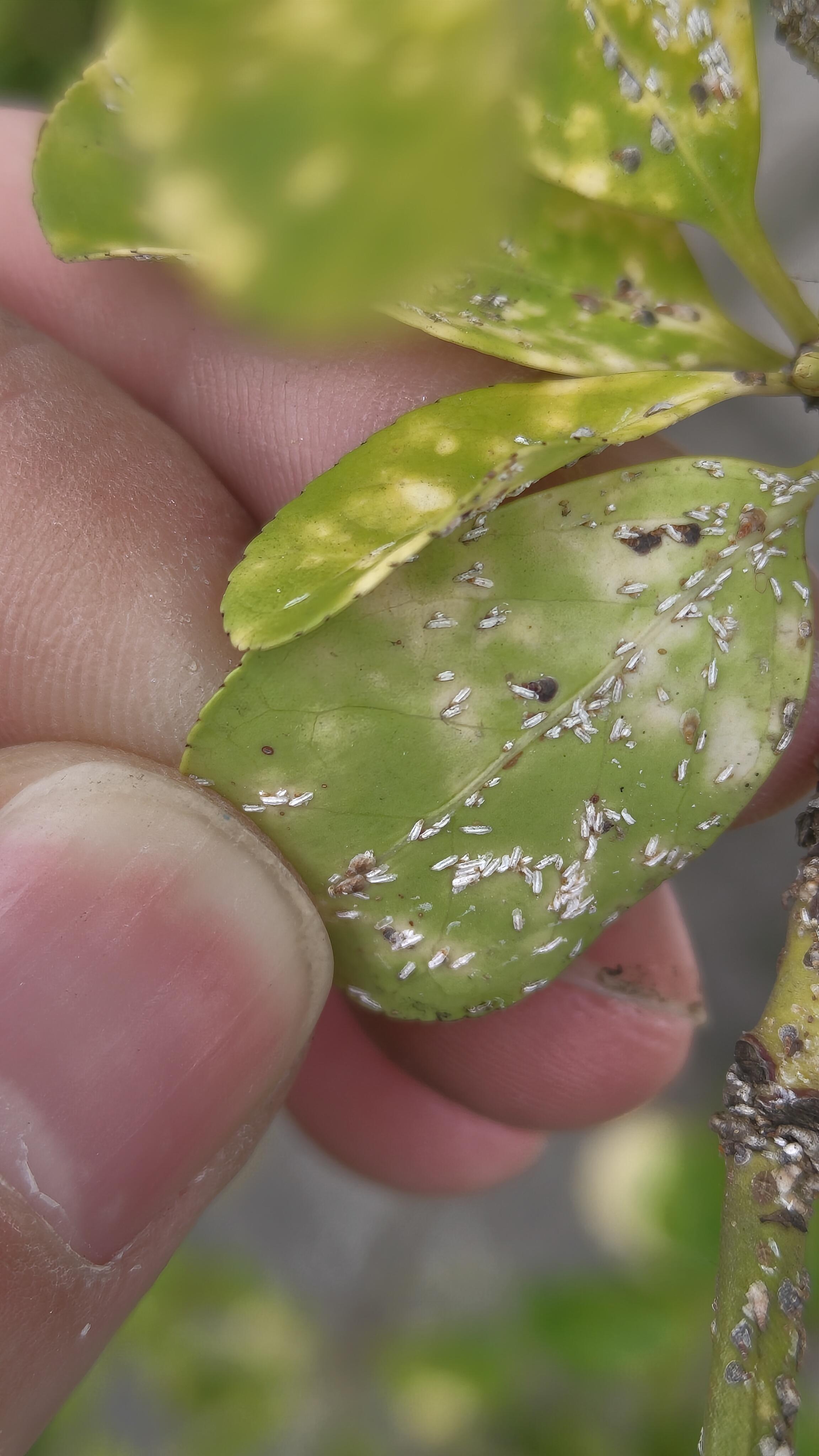 Help needed figuring out what my tree has. | Scrolller