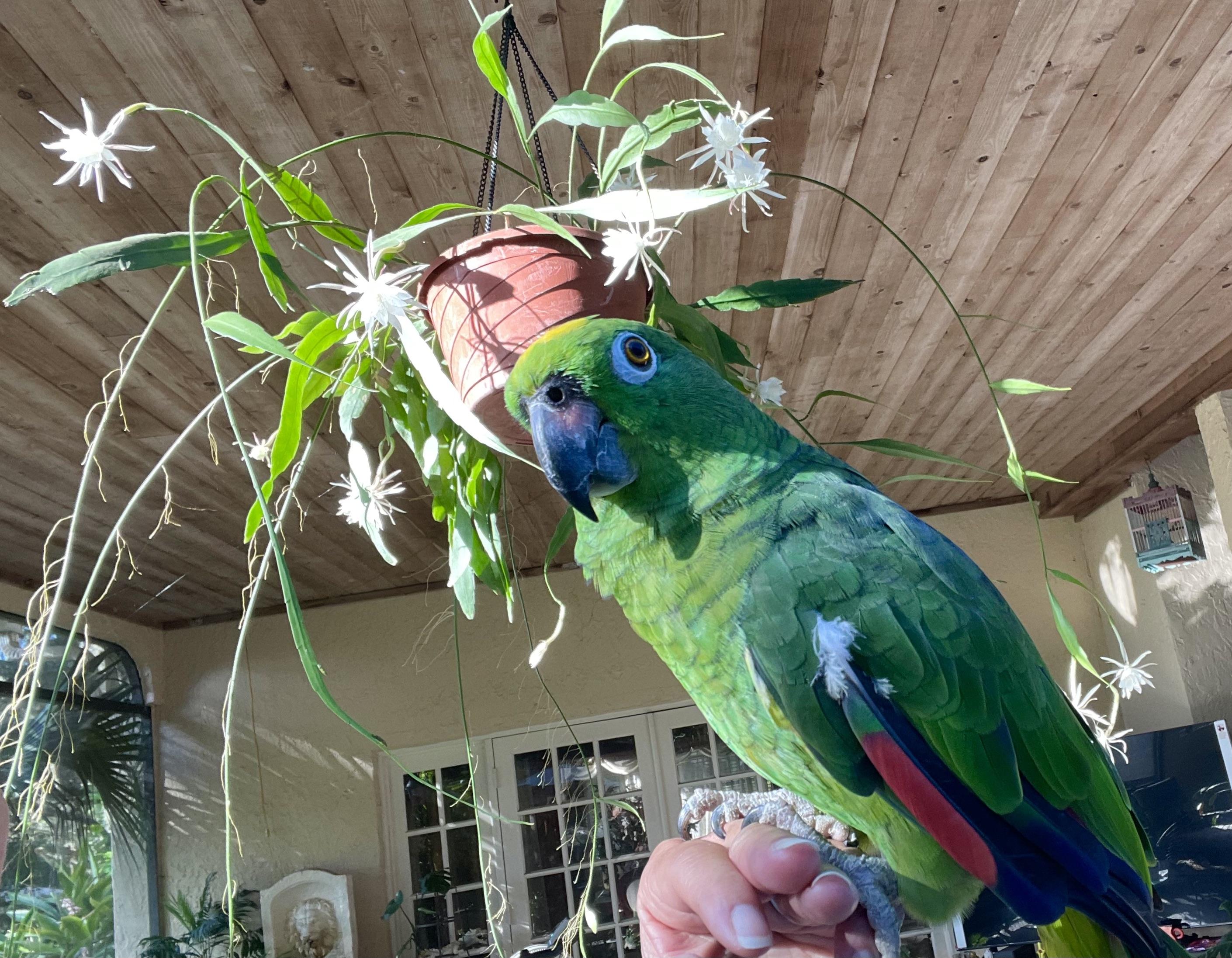 Immersing in the rare Queen of the night blooms | Scrolller