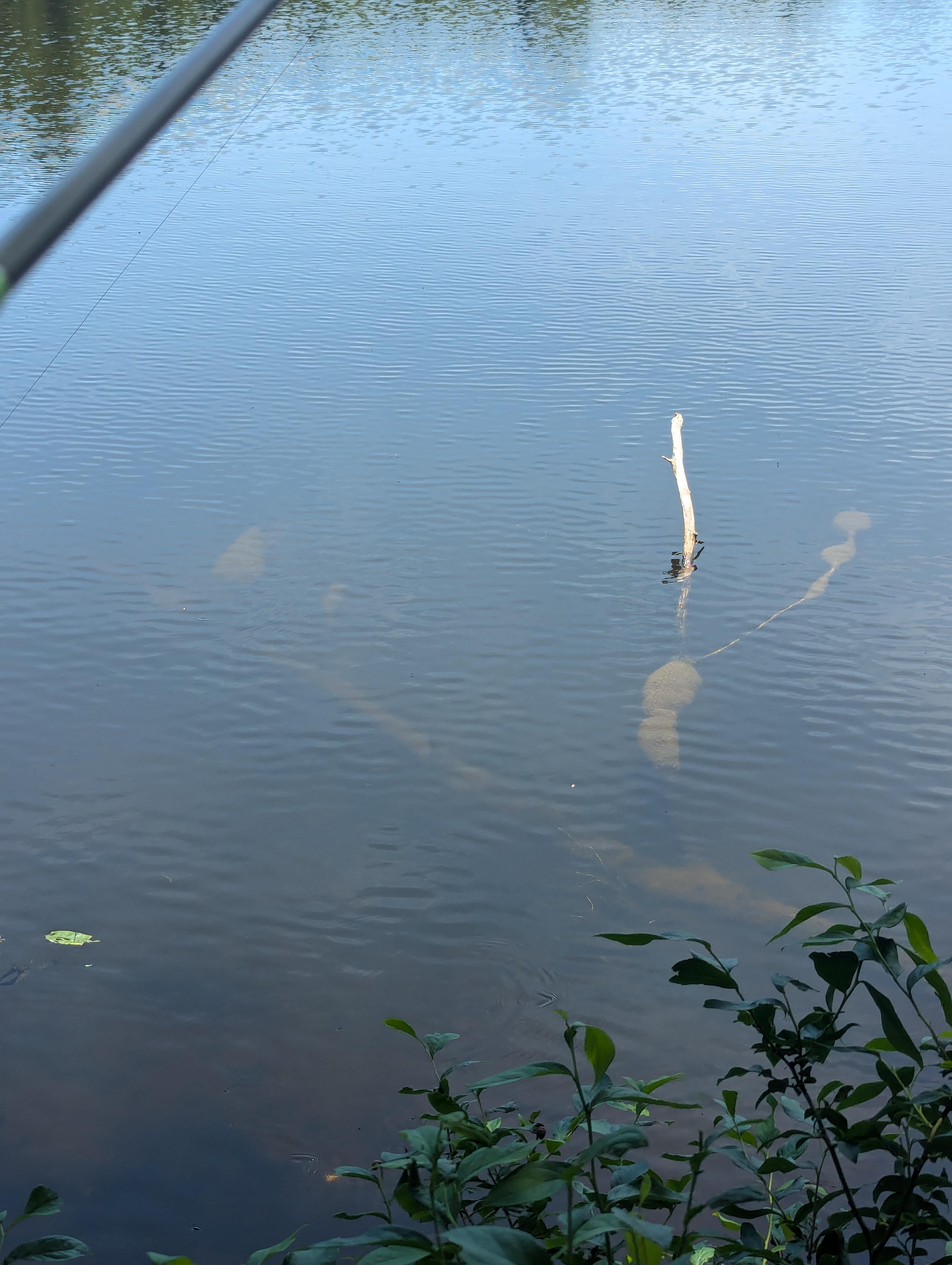 Can anyone identify what's on this branch? | Scrolller