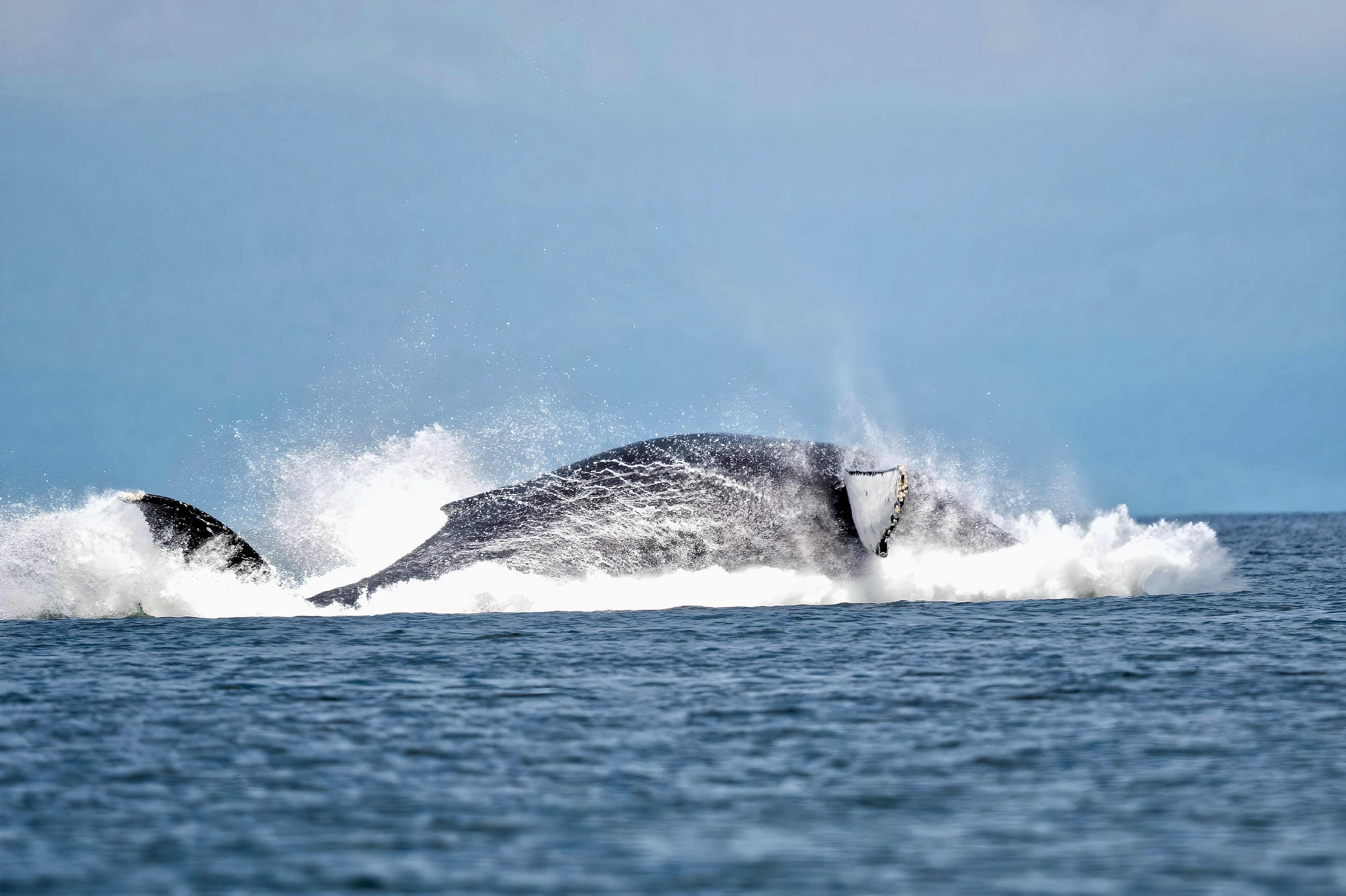 Breach ! | Scrolller