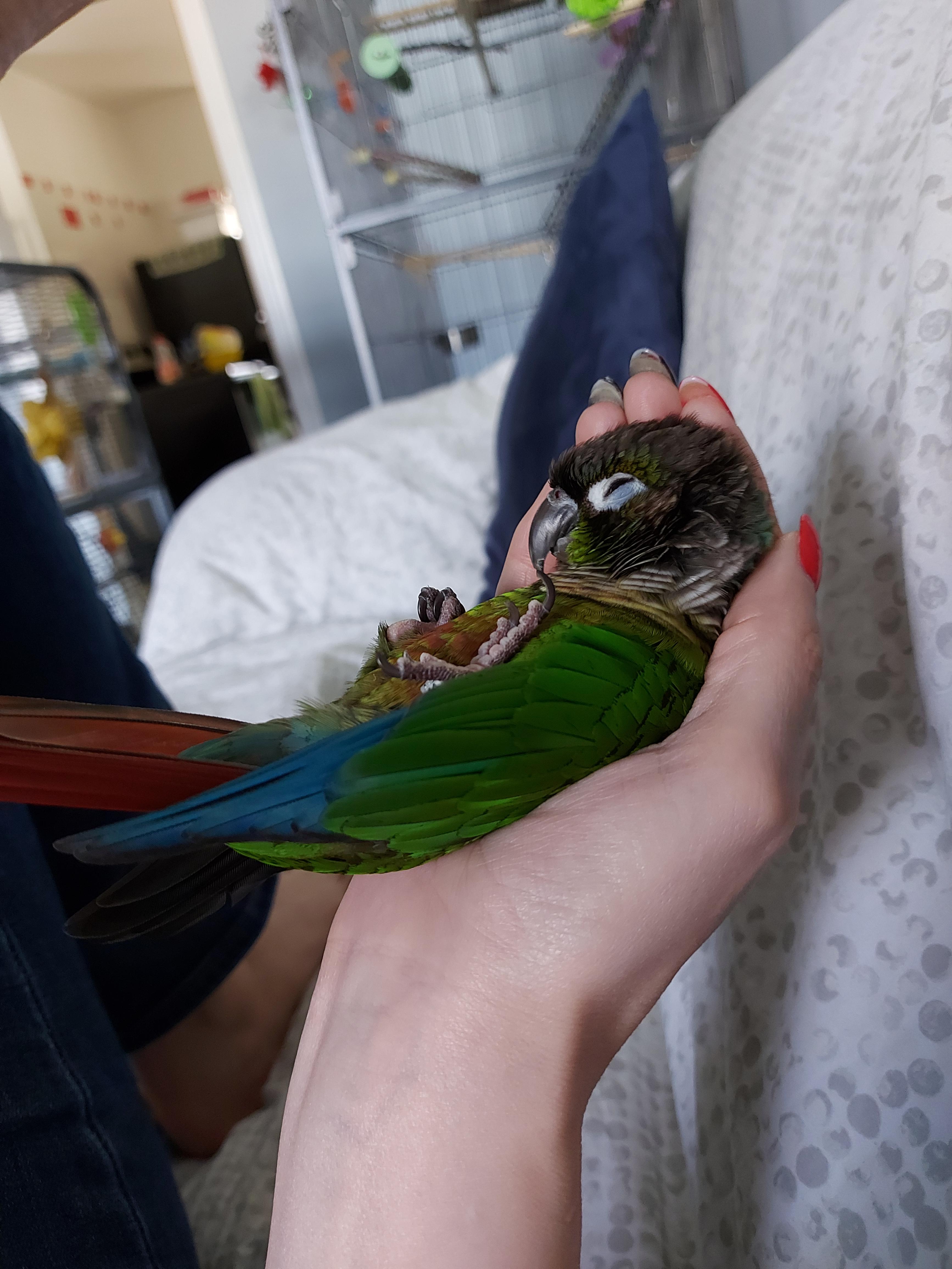 Discover more like Aww: How my conure decided to have her nap. and Related Content | Scrolller