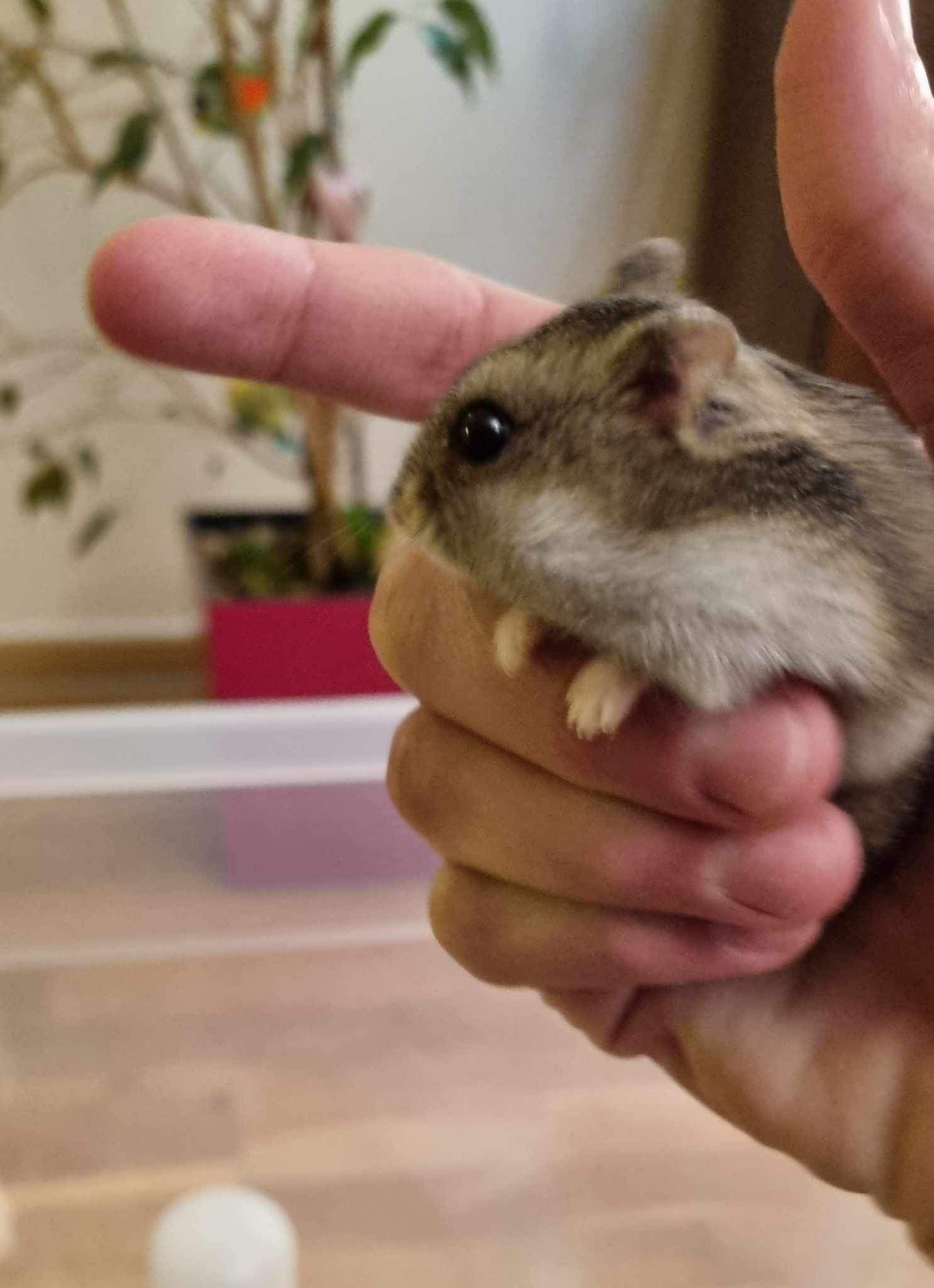 Photos of Homer the winter white dwarf | Scrolller