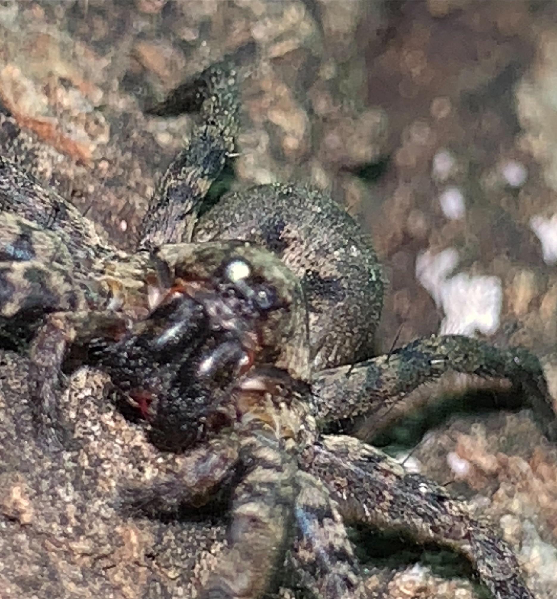 What’s the ID on this spider? | Scrolller