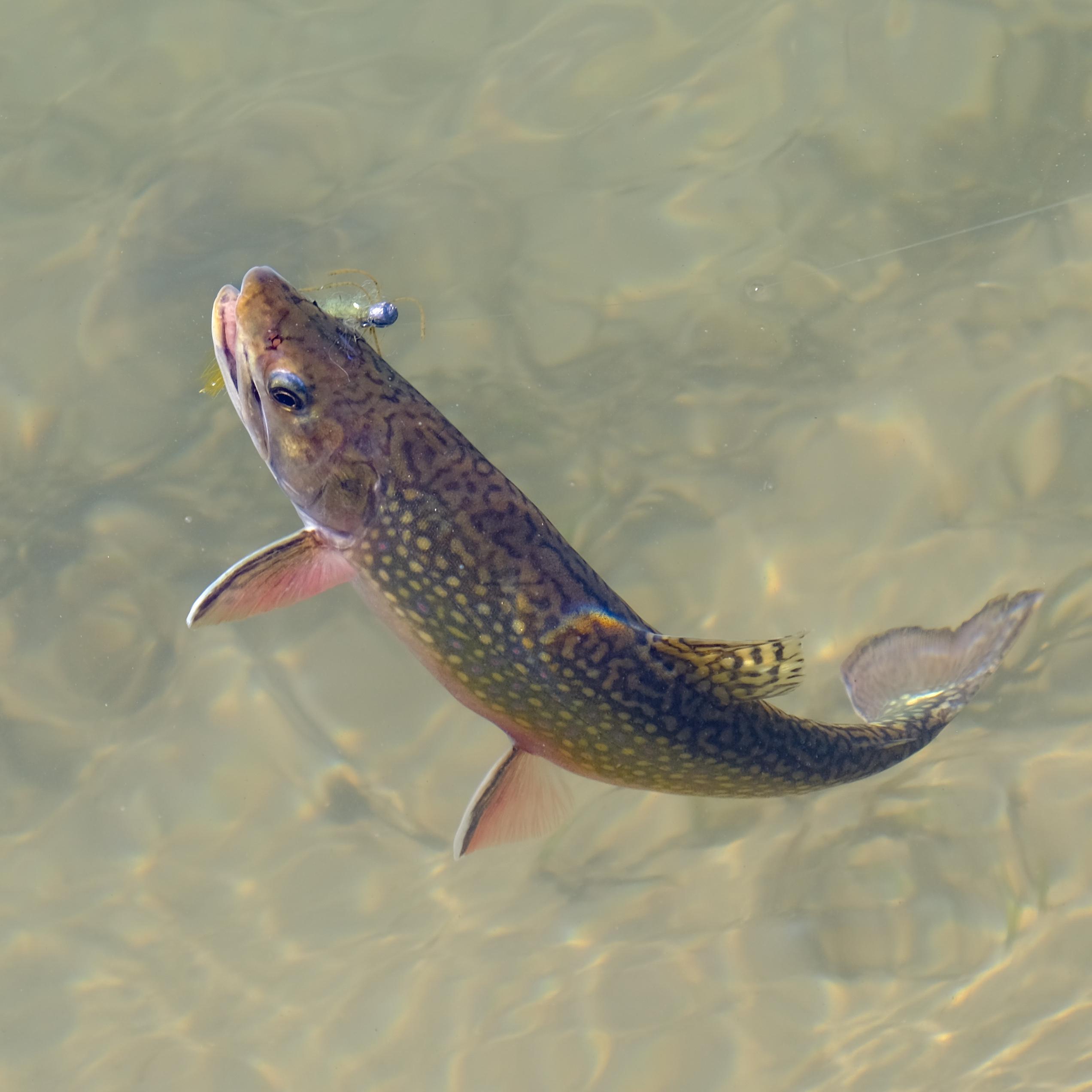 Driftless Beauties | Scrolller