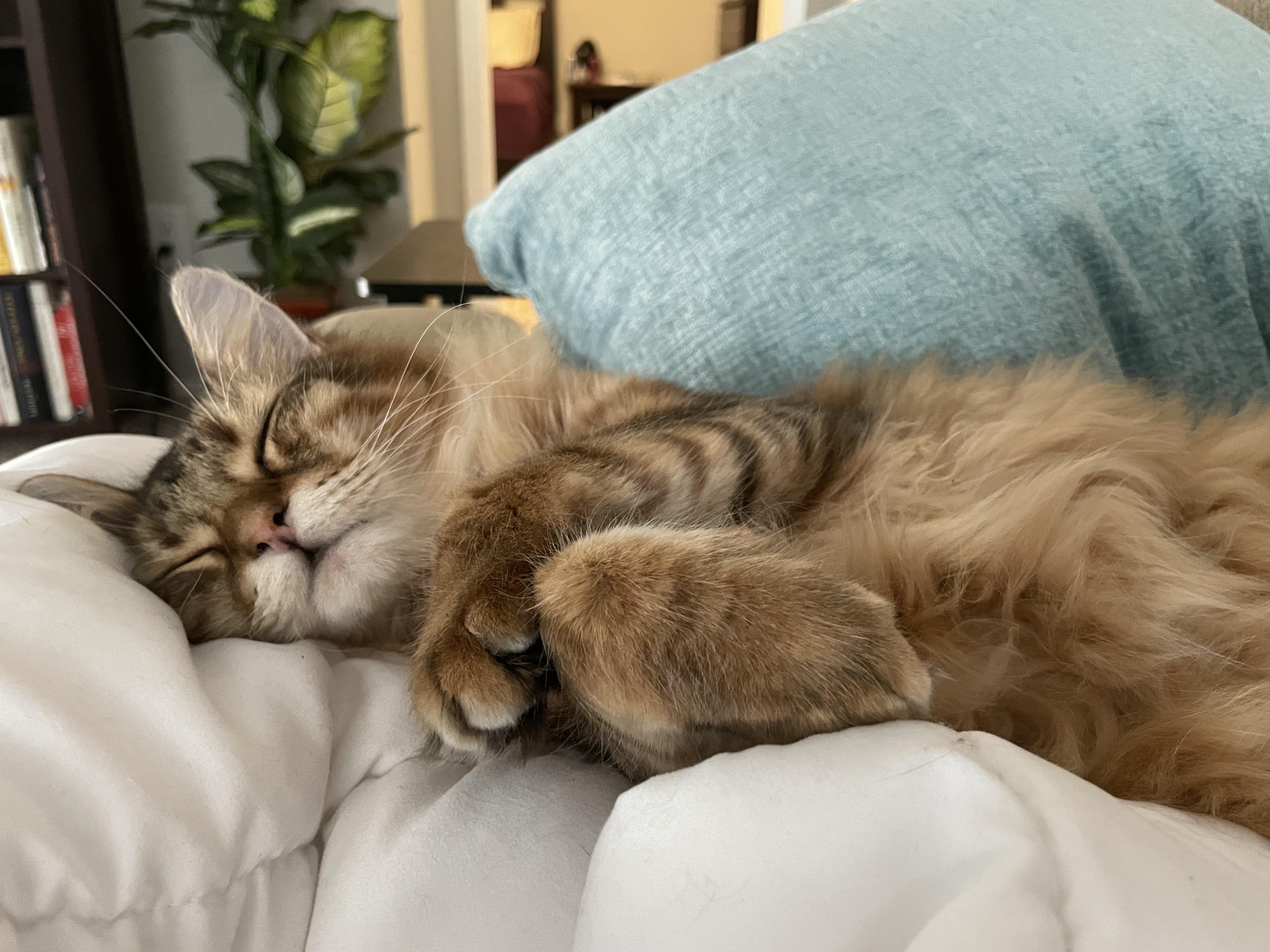 The many faces of Murphy [OC] | Scrolller