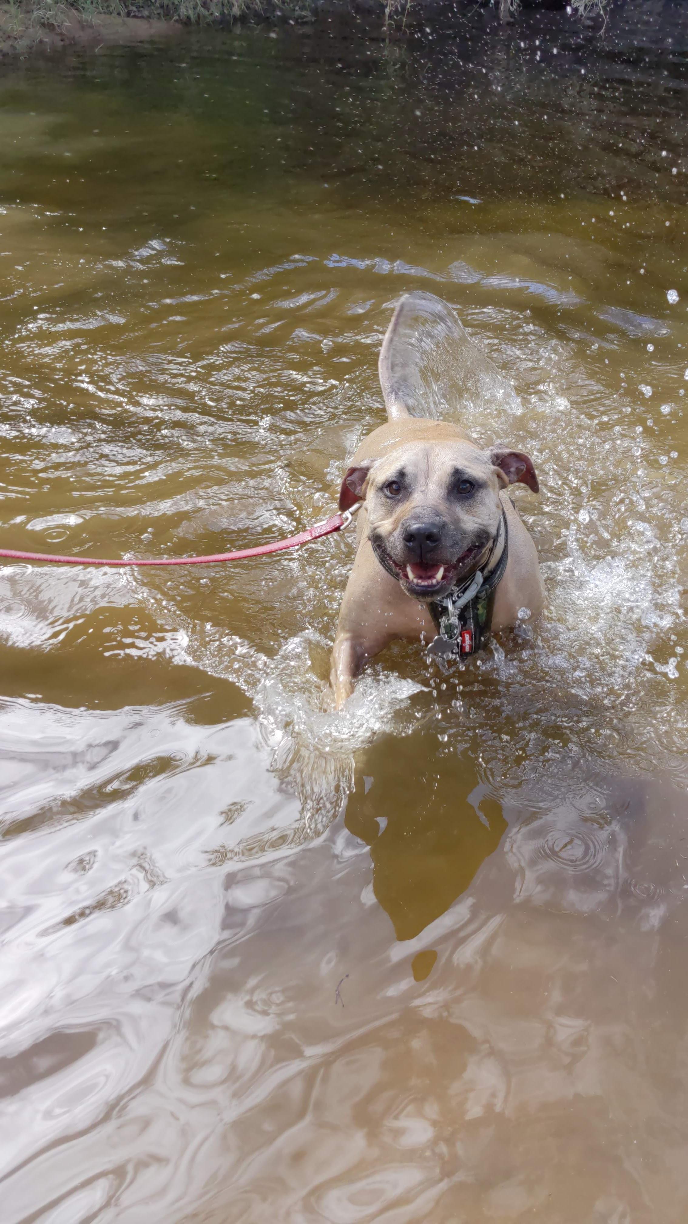 Hey r/camping! Let's see your camping companions! | Scrolller