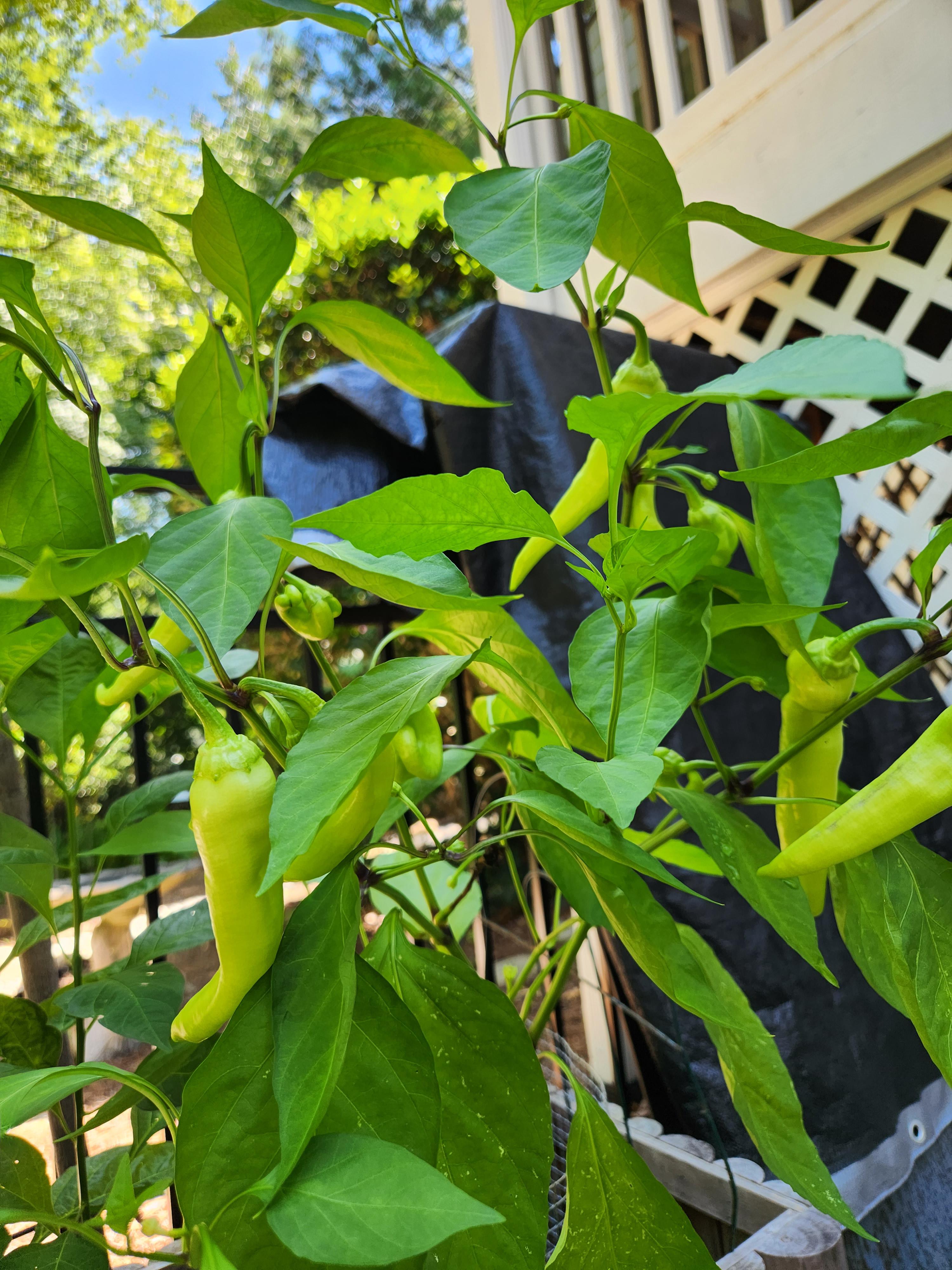 Obsession | Scrolller