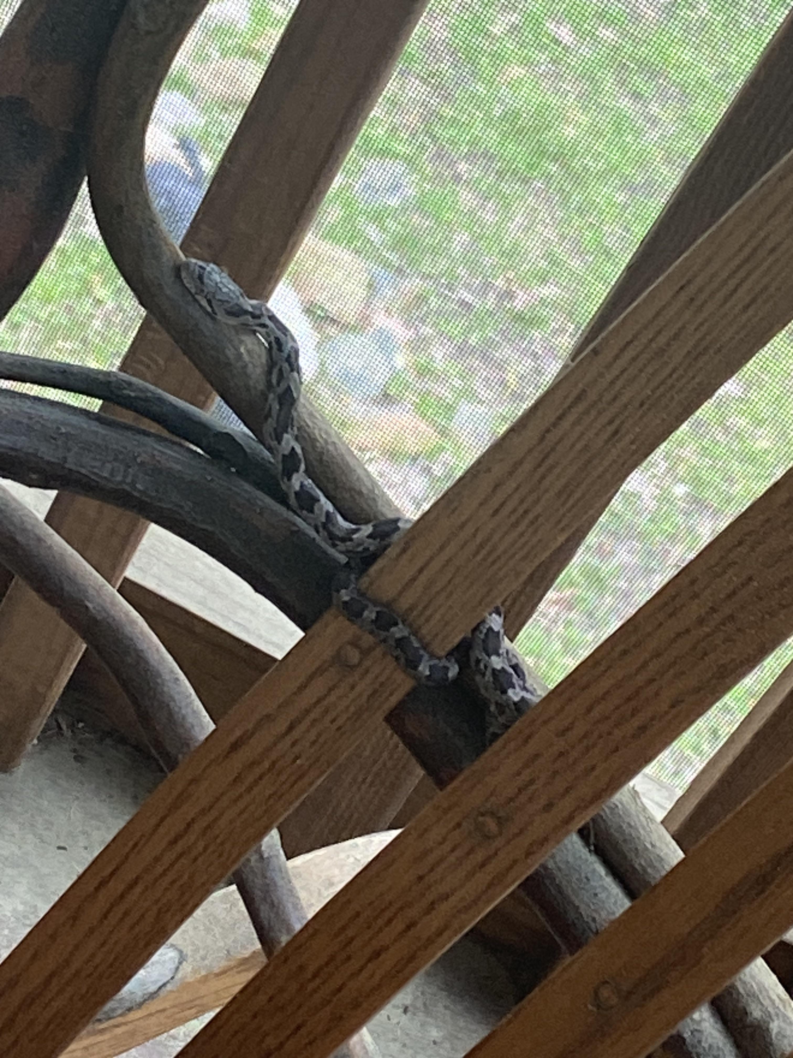 Snake ID request Central NC. Baby rat snake? | Scrolller