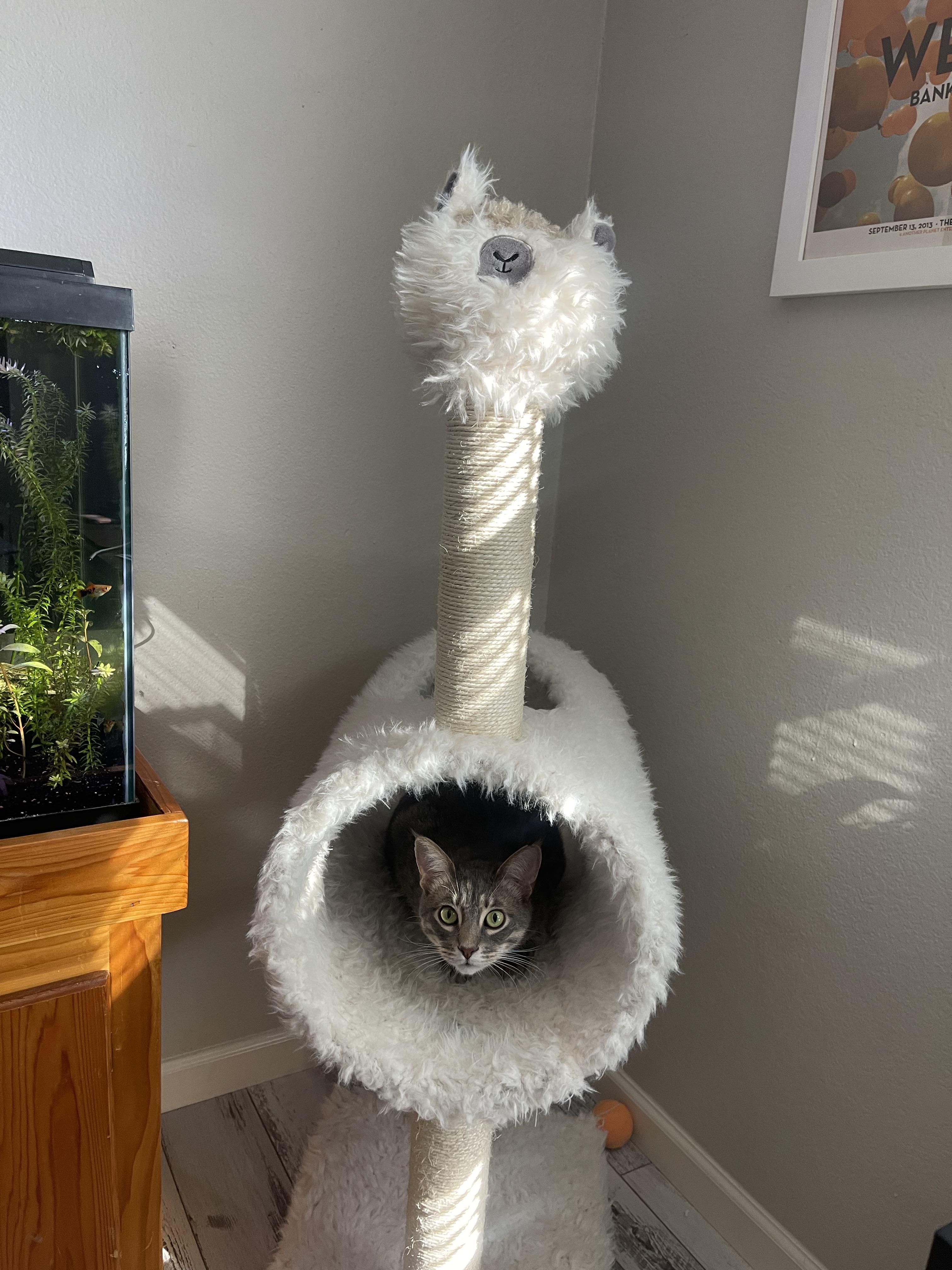 Alpaca tree for the win | Scrolller