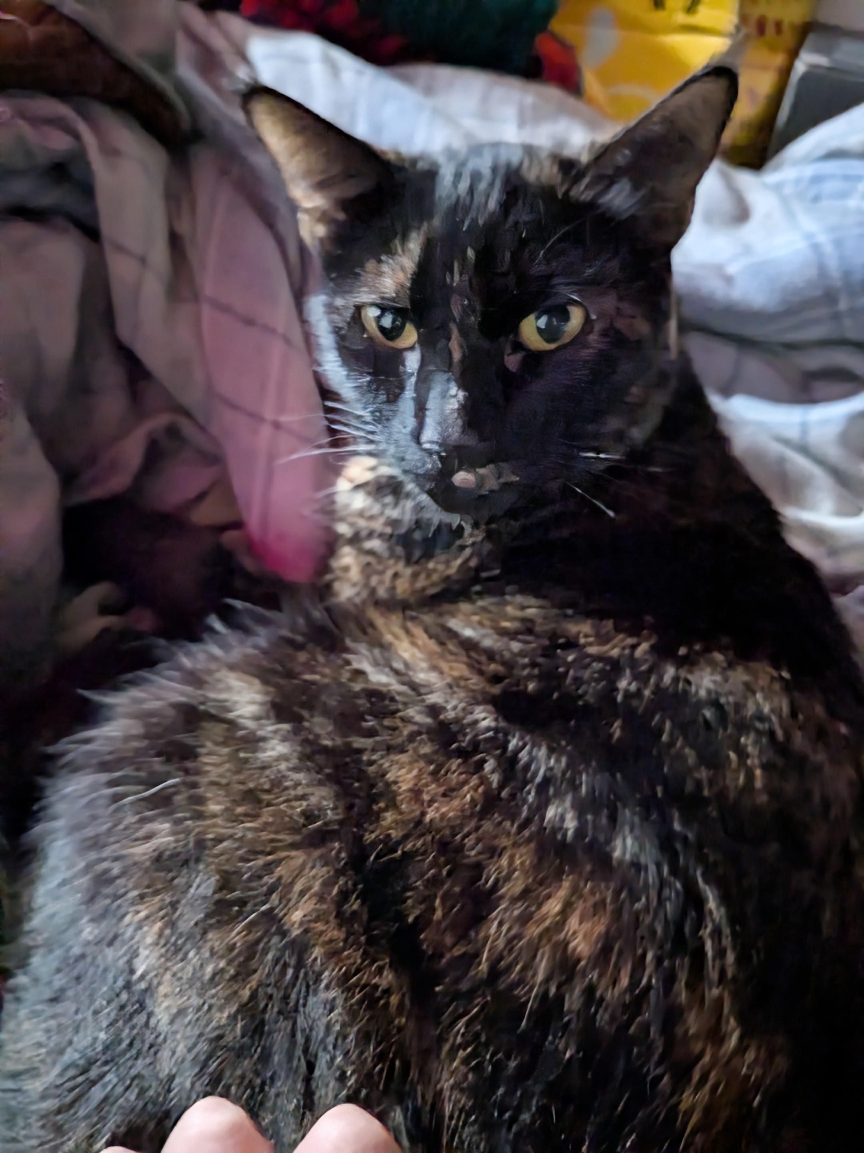 Just some cat pics I have (grey one is a stray) | Scrolller