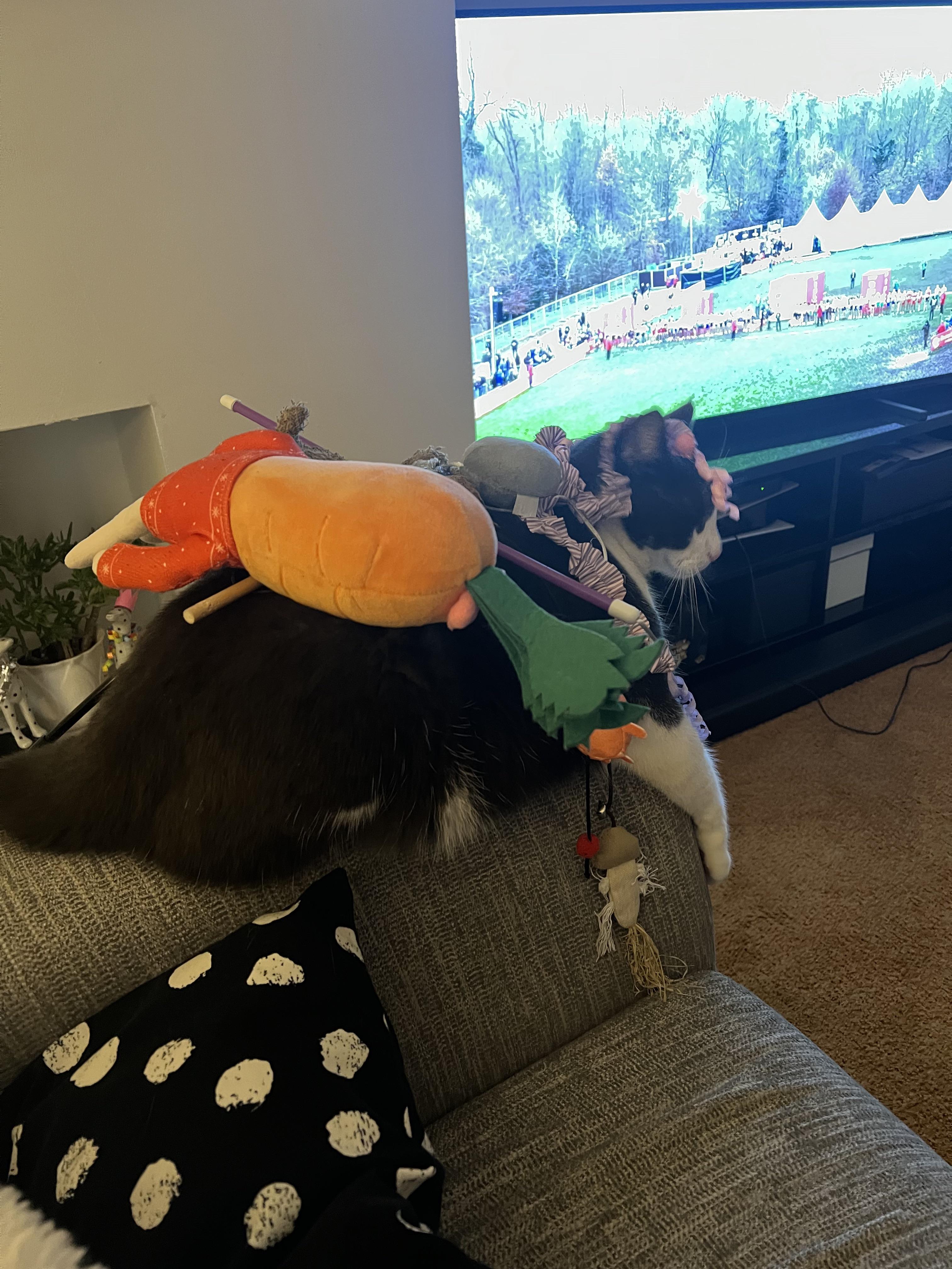 I finally got him after 6 years of trying | Scrolller