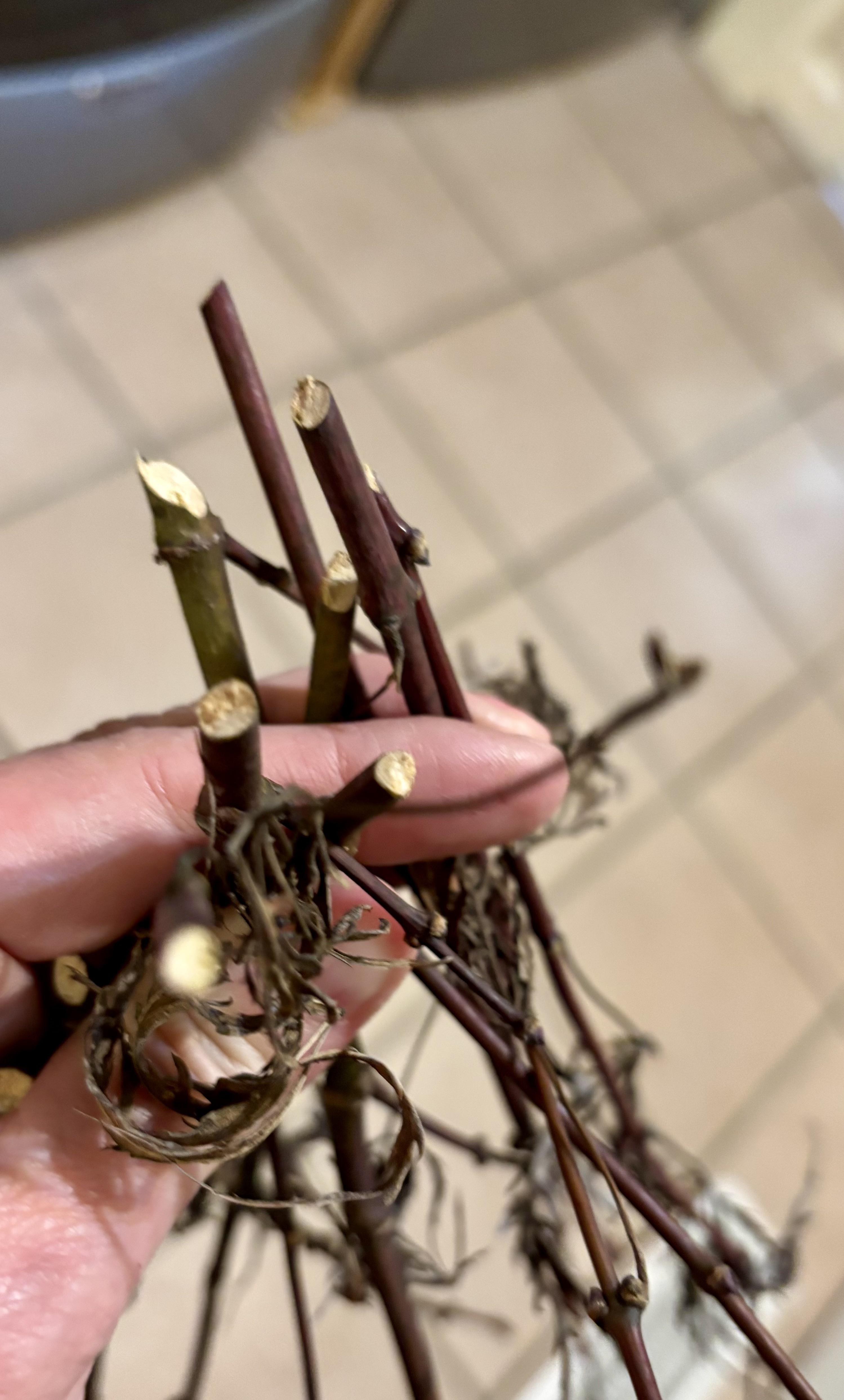 Japanese Maple Murder | Scrolller