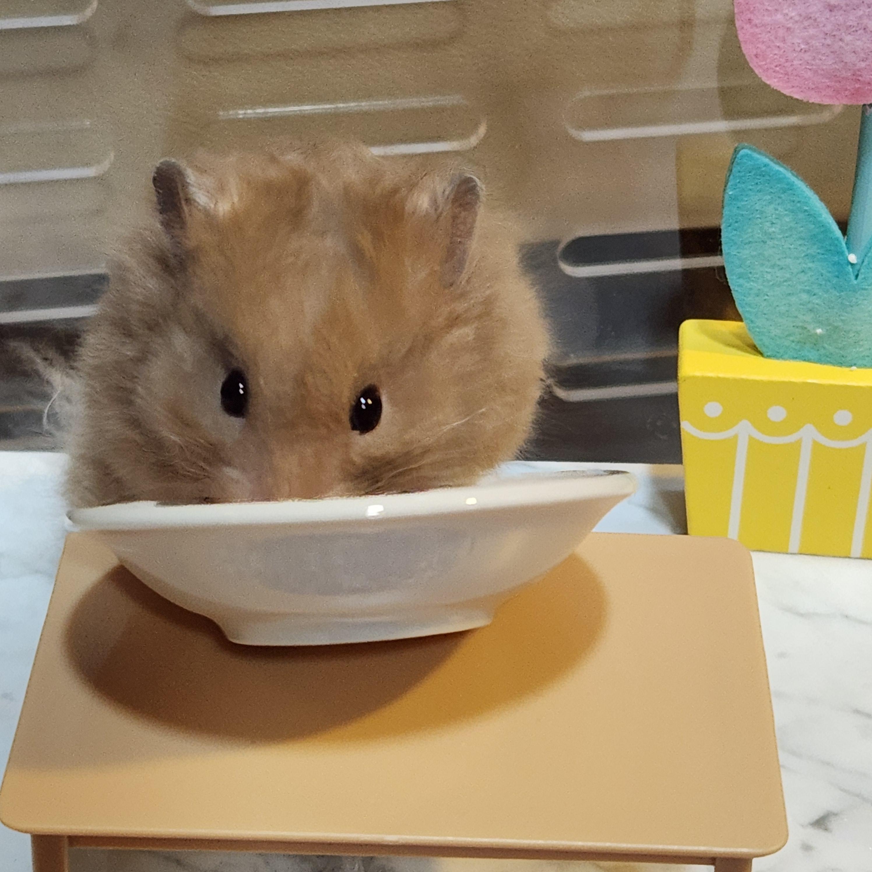 Discover more like Hamsters: Watermelon 🍉 sugar high 🖐🏻 and Related Content | Scrolller
