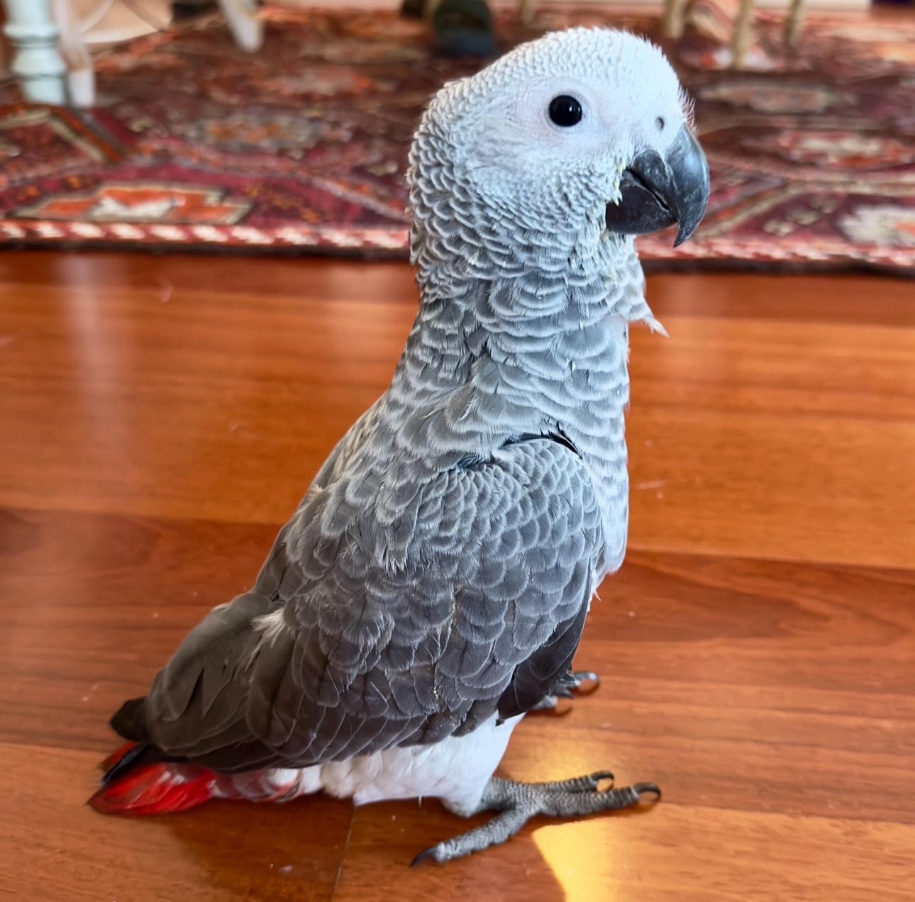 No brain, just floof | Scrolller