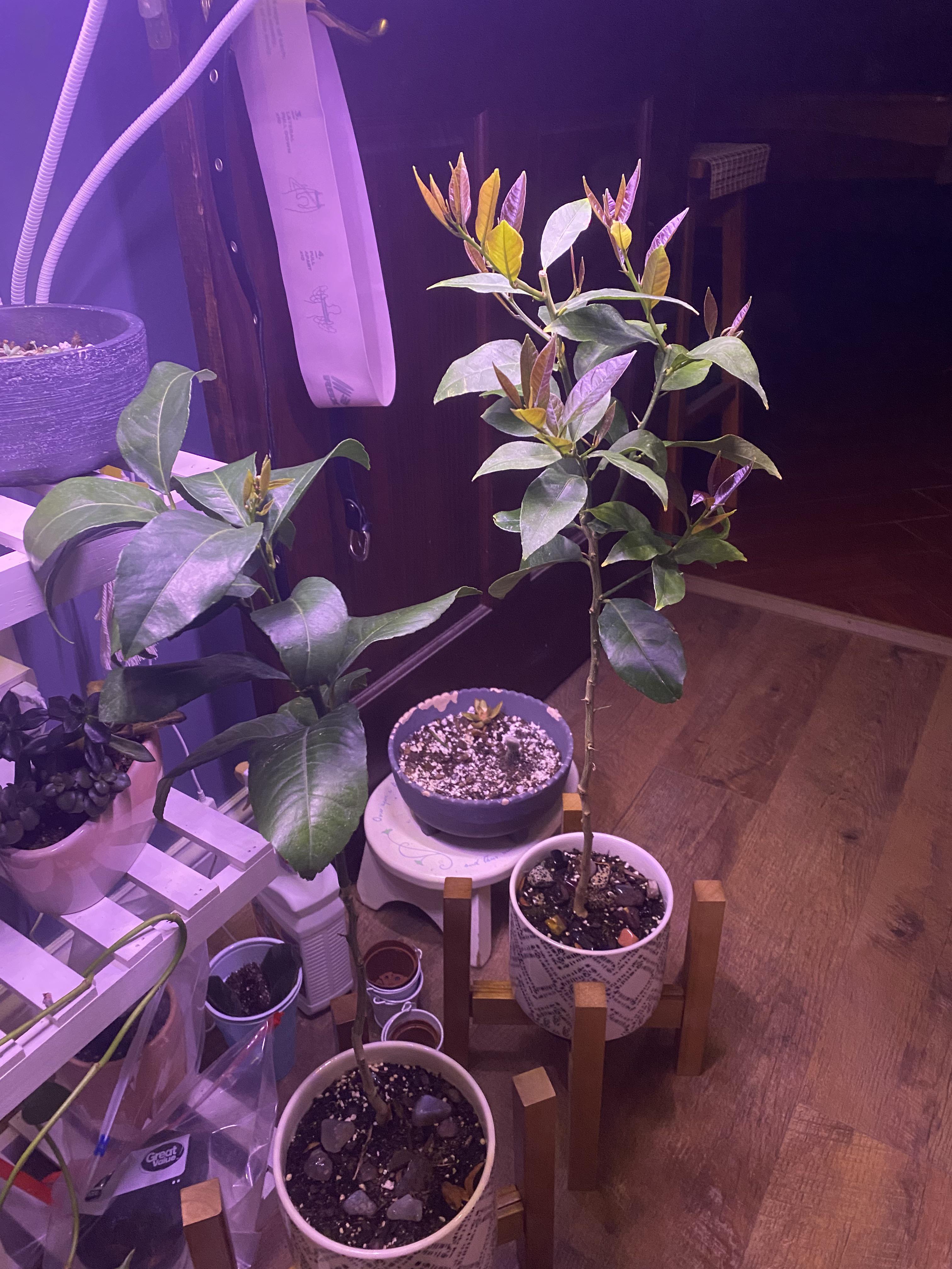 My Meyer lemon trees | Scrolller