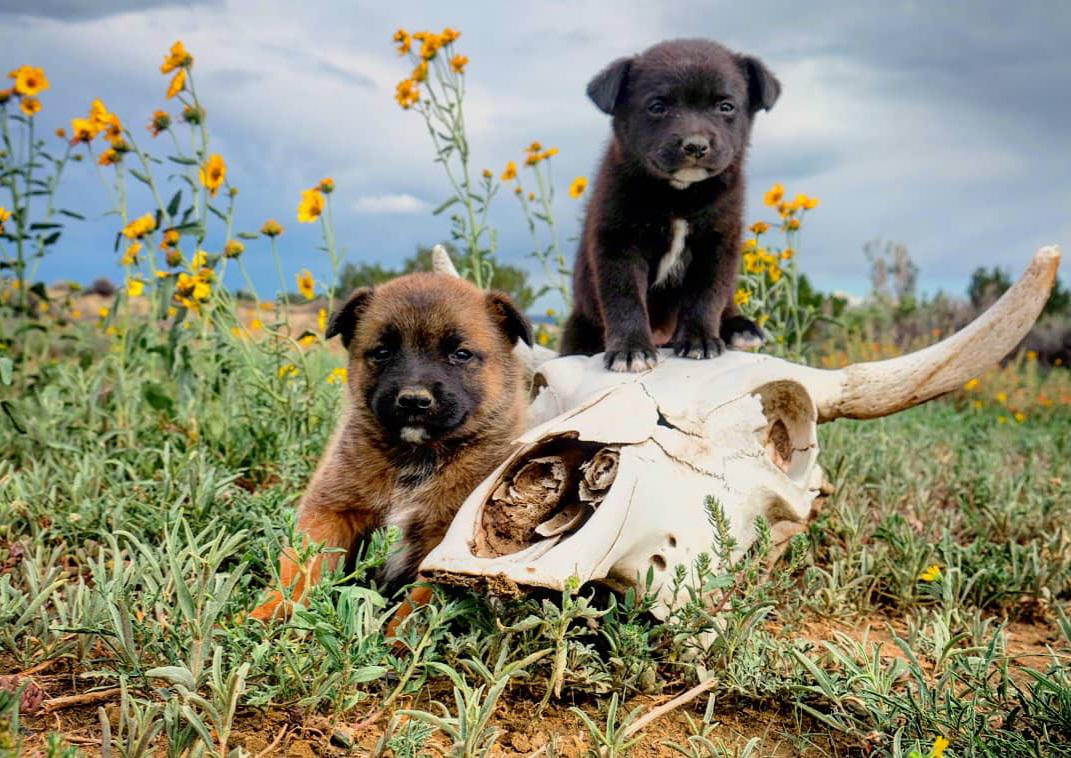 Jasper and Juniper, then and now(OC) | Scrolller