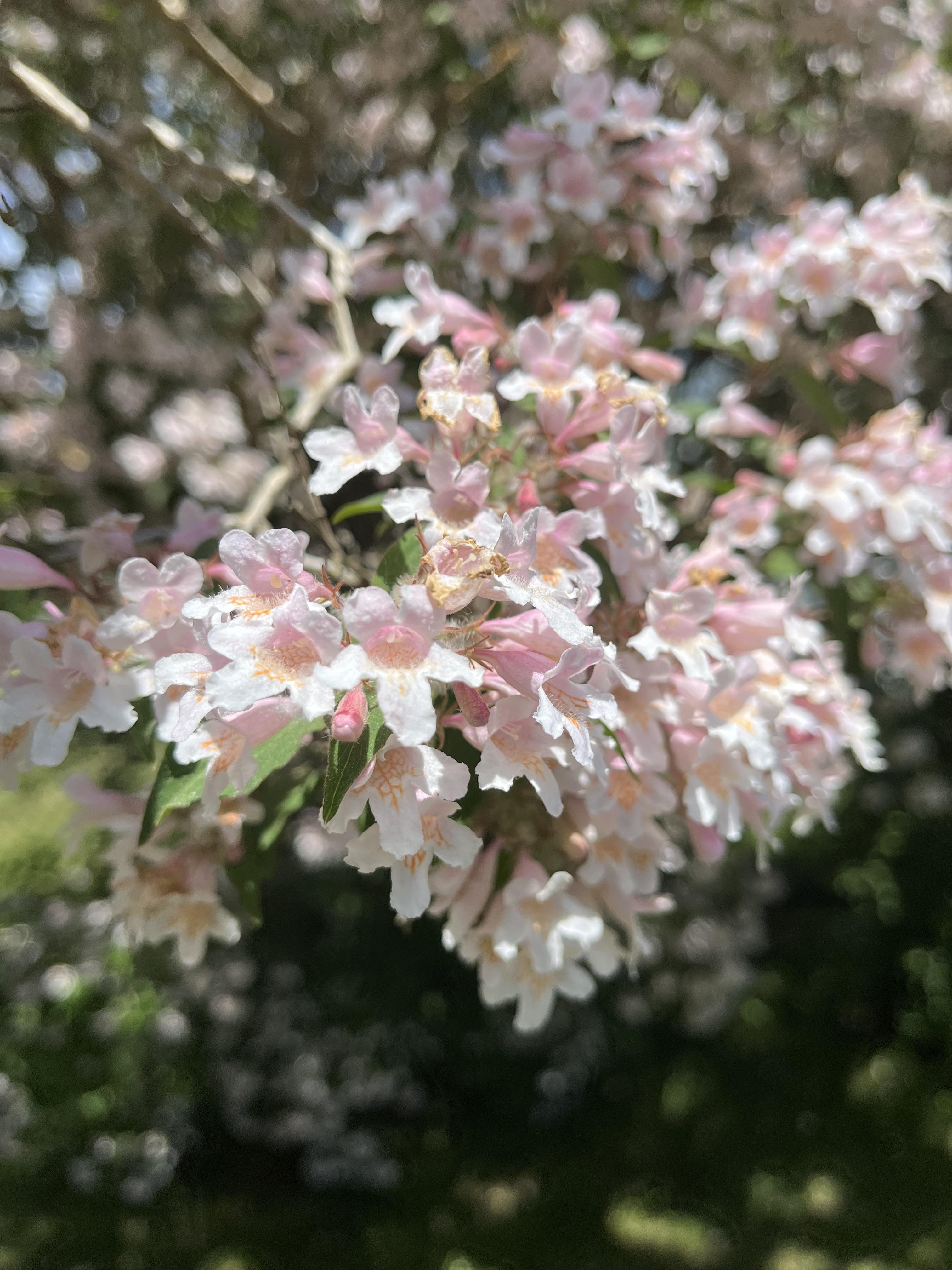 What is the beauty called? | Scrolller