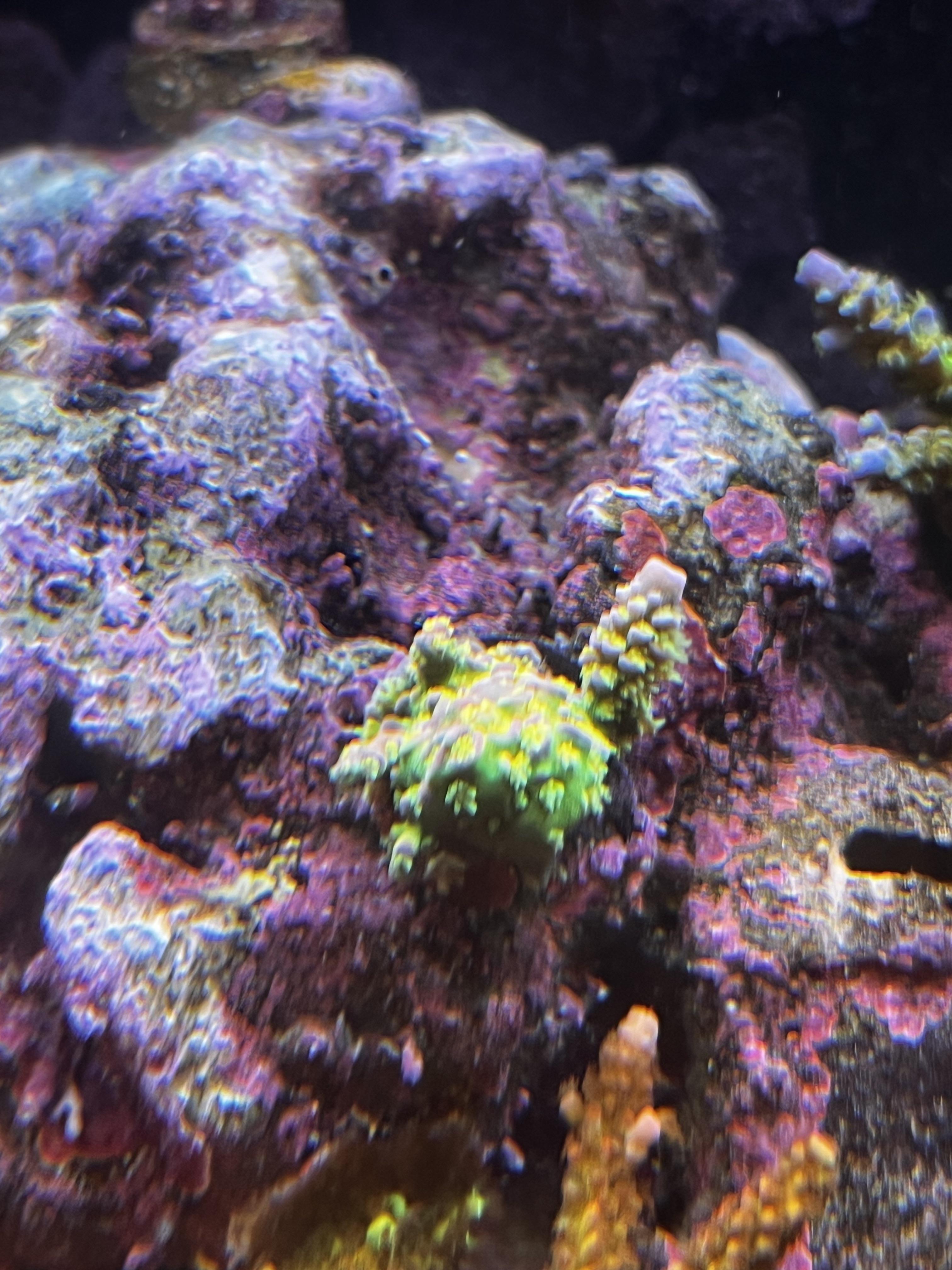 Sps Shots | Scrolller