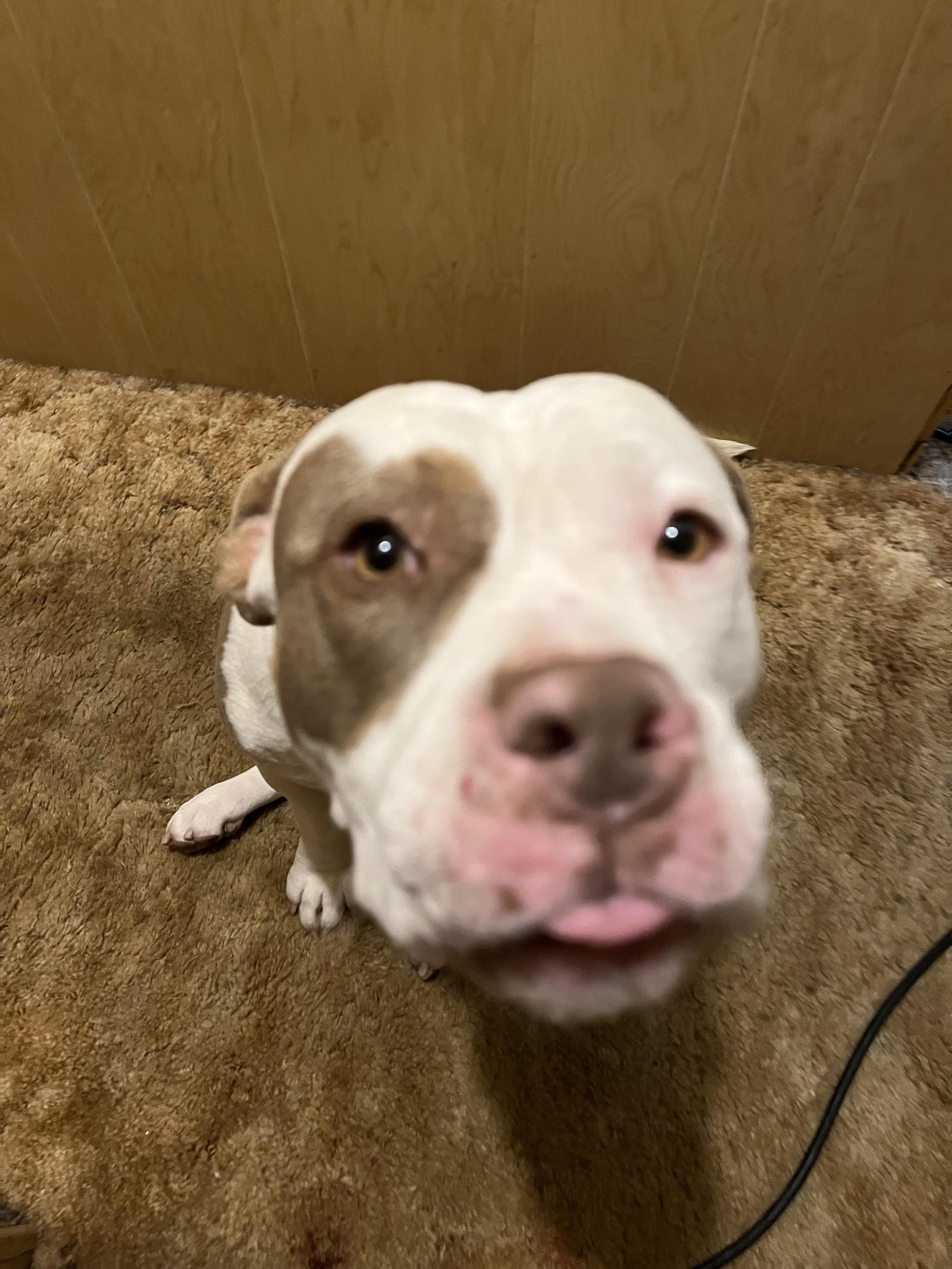 An update on Moomoo (formerly Bella)! | Scrolller