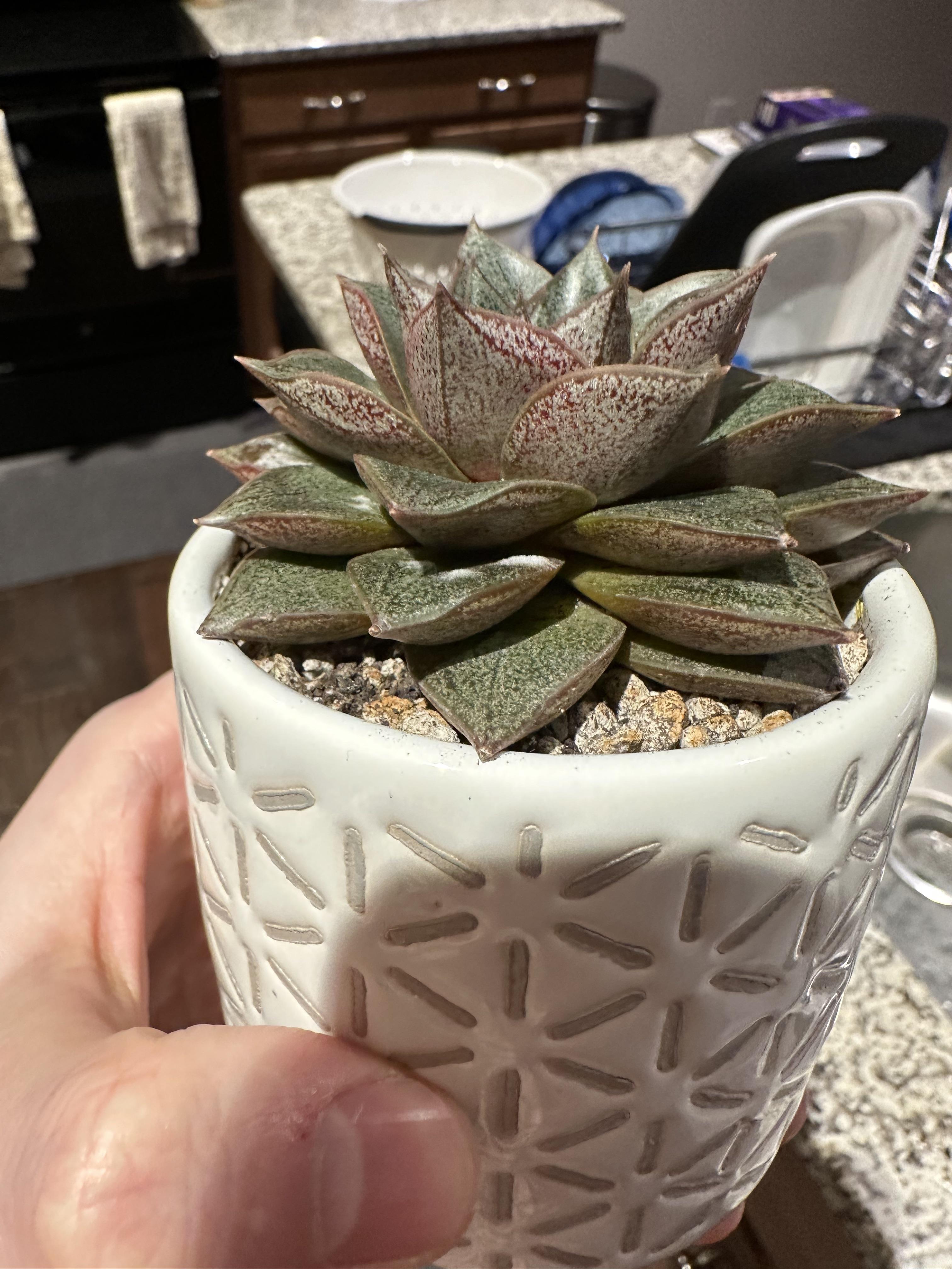 First powdery mildew plague. | Scrolller