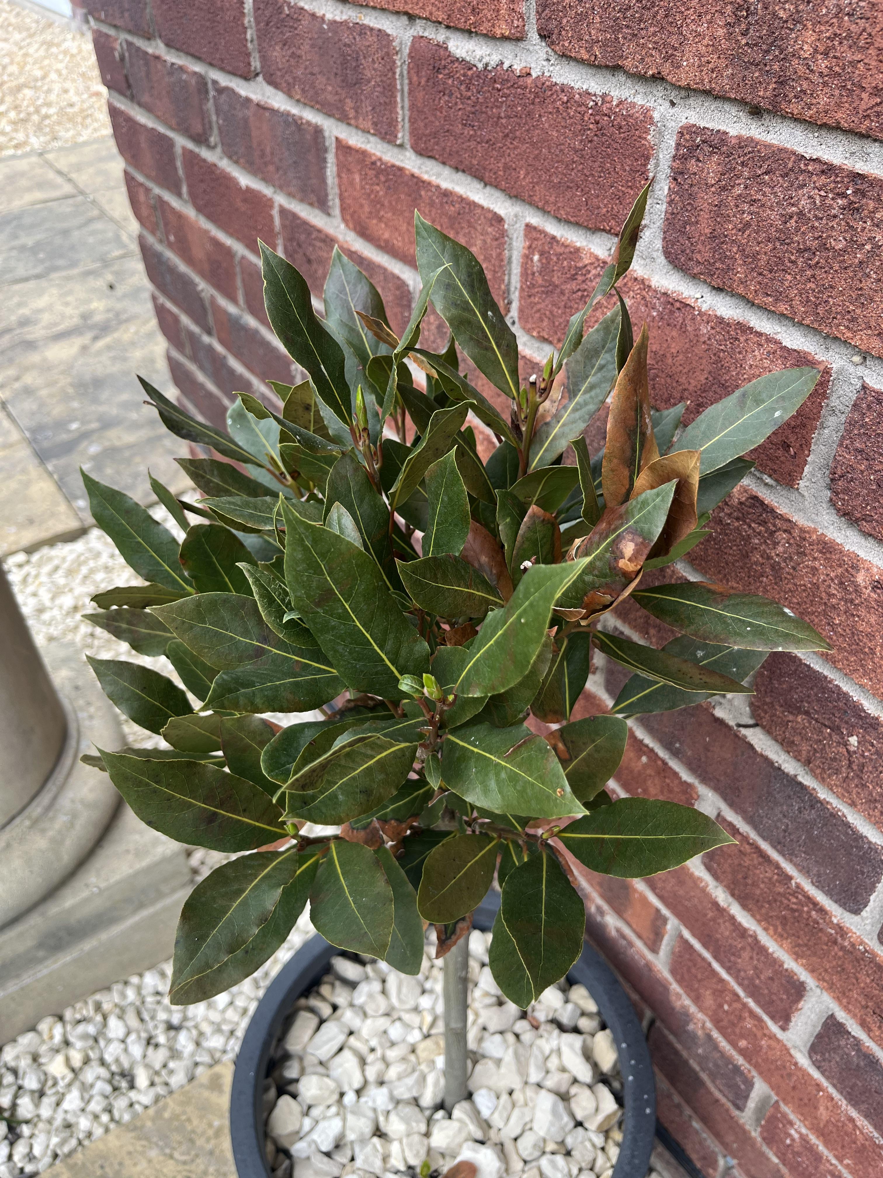 Discover more like Plants: Bay tree help and Related Content | Scrolller