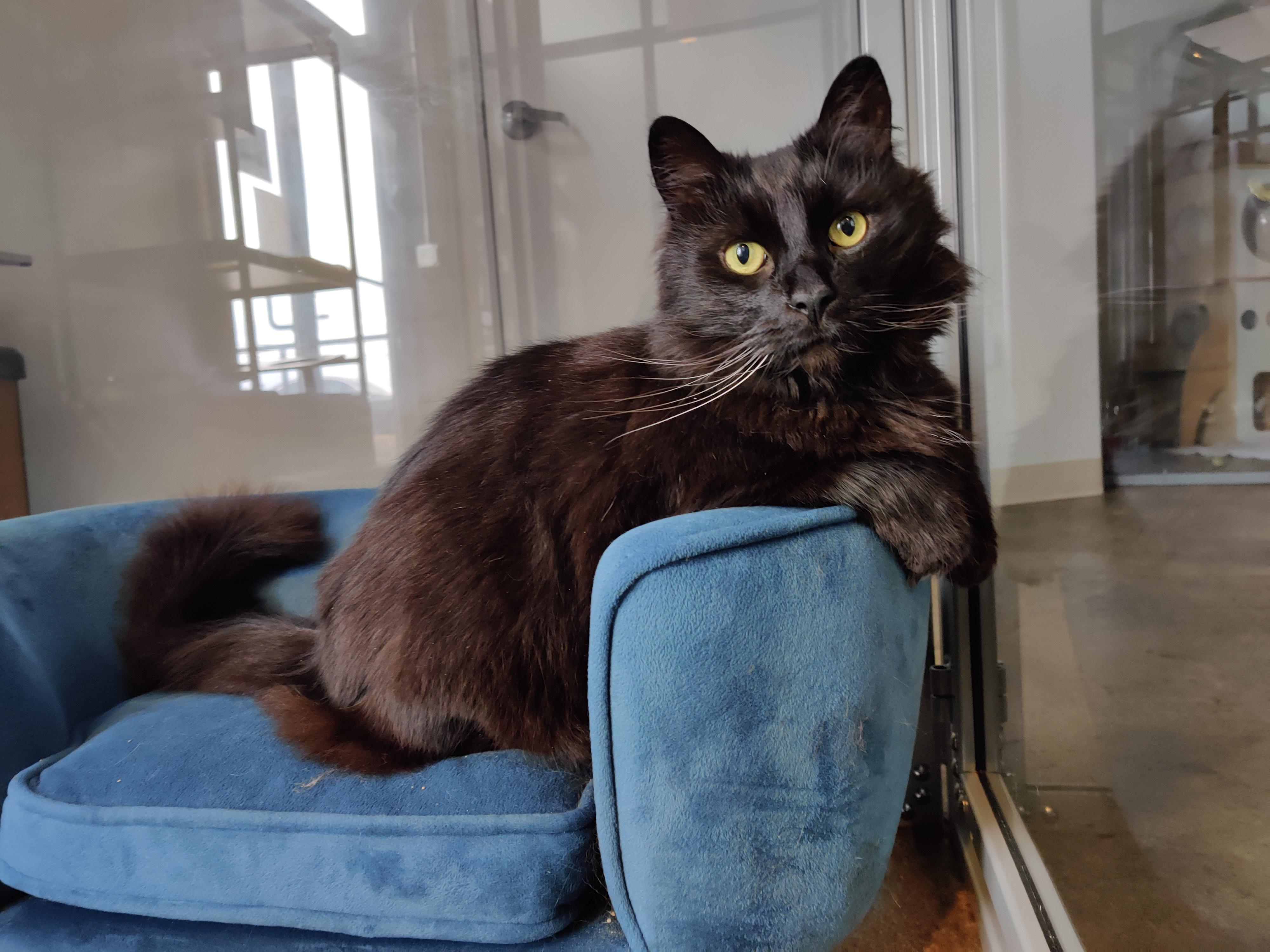 Legs draped, eyes piercing, tiny couch fit for a sophisticated void ...