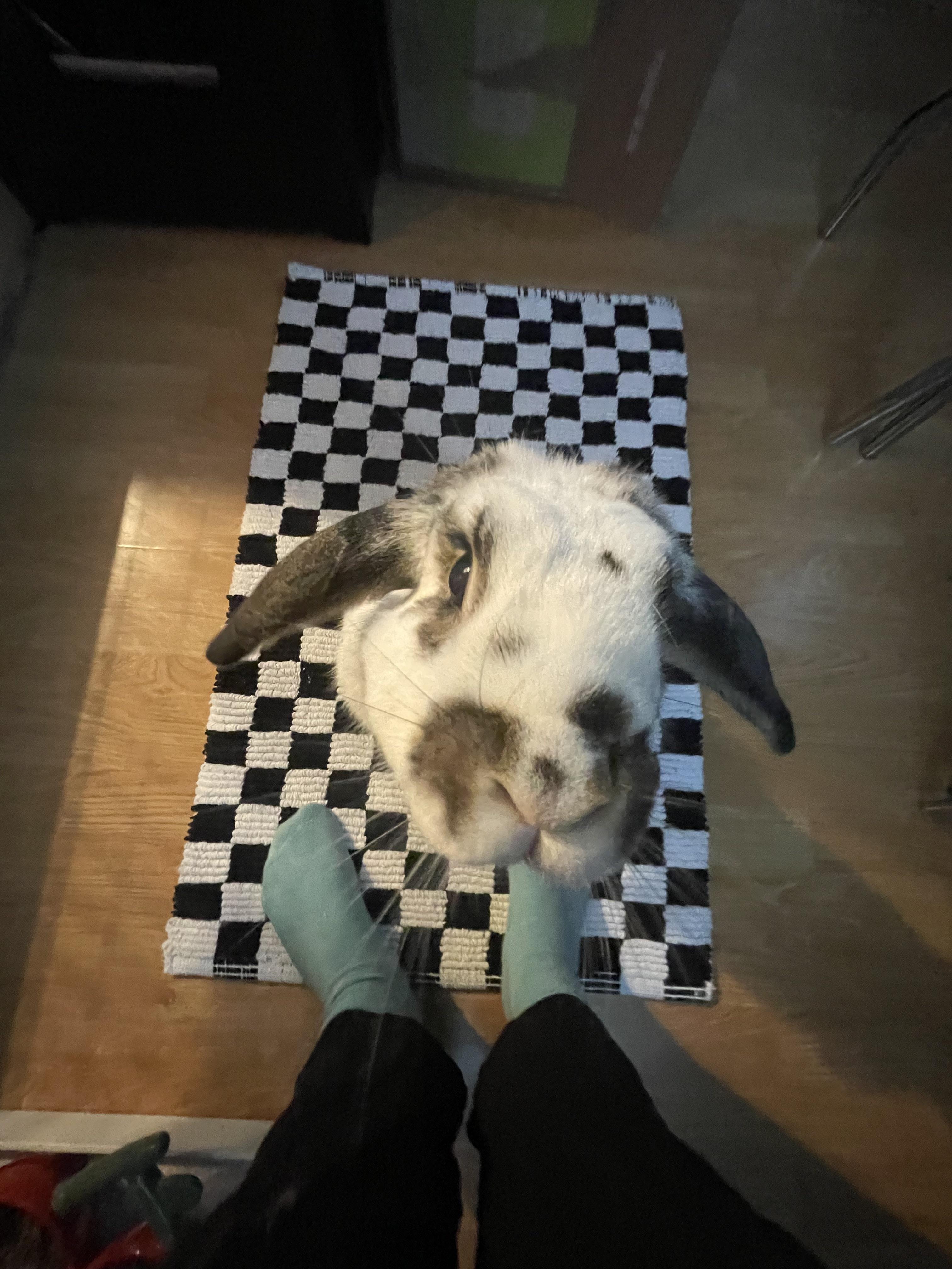 Fish eye symmetry | Scrolller