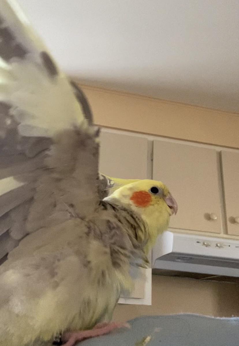 Mishka finally bathed :D | Scrolller