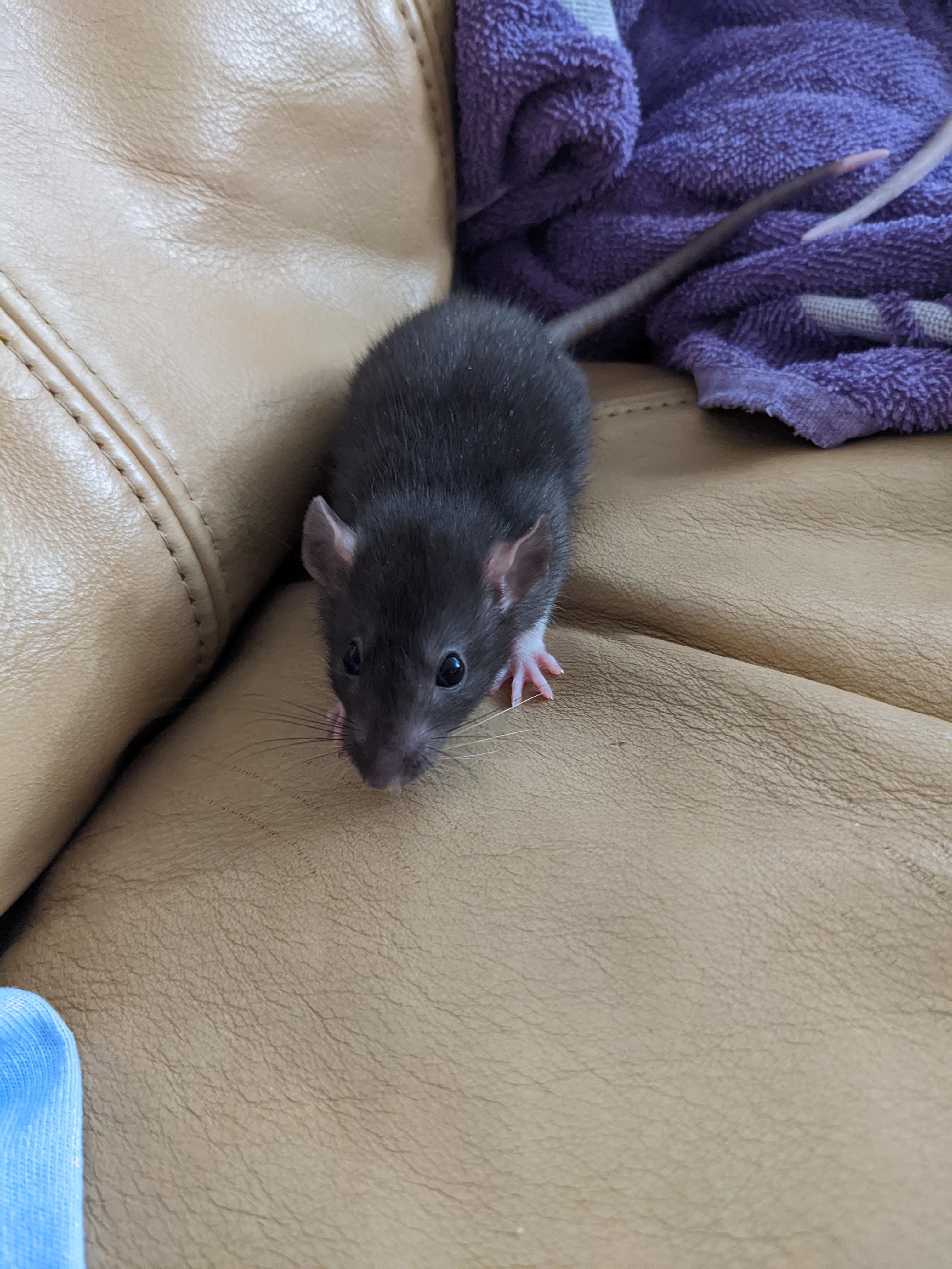 More pics of Bug | Scrolller