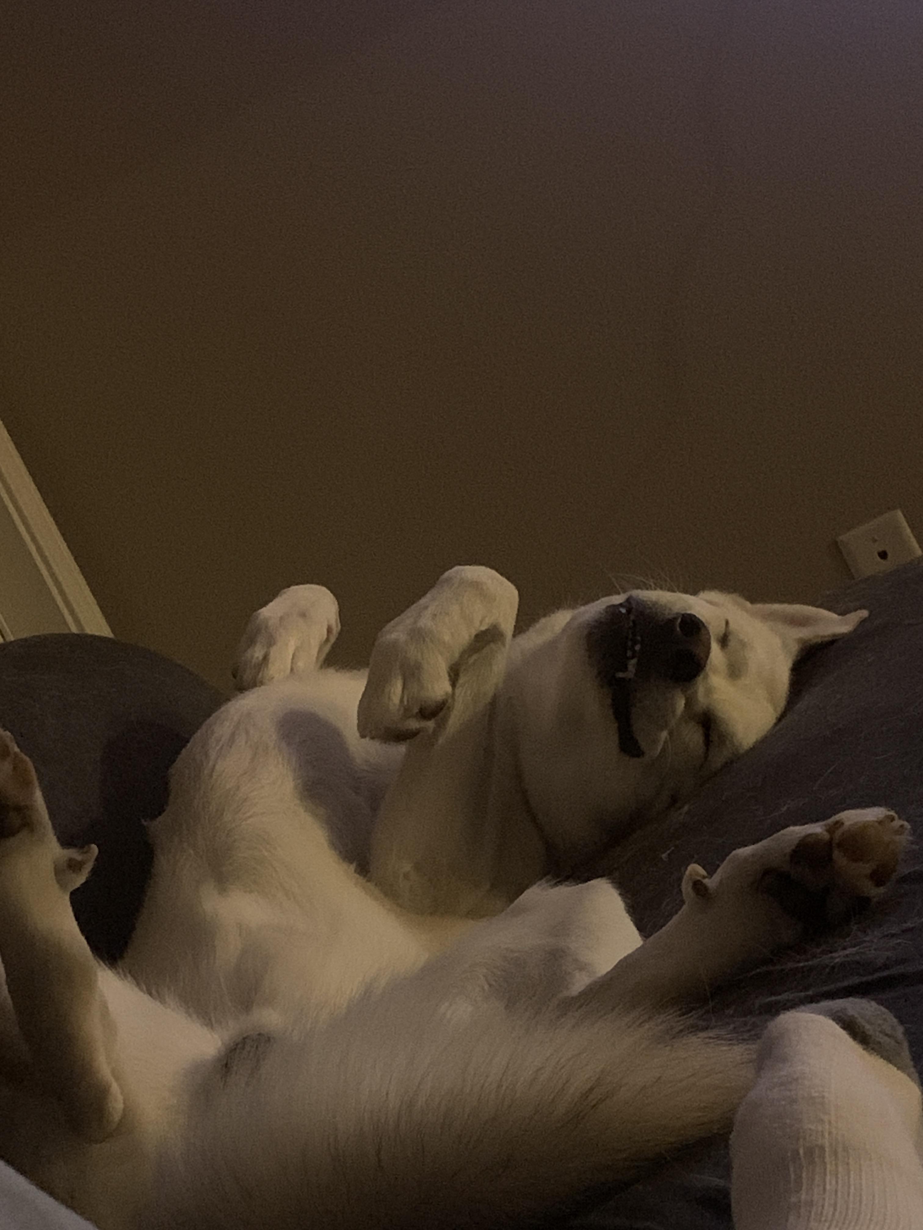 The derp of all derps Balto | Scrolller