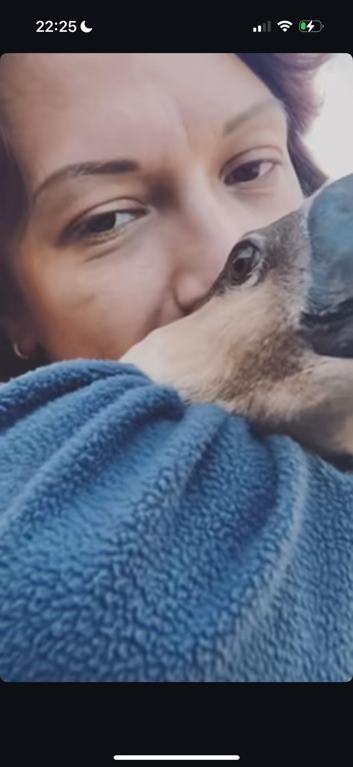 What is this animal ? | Scrolller