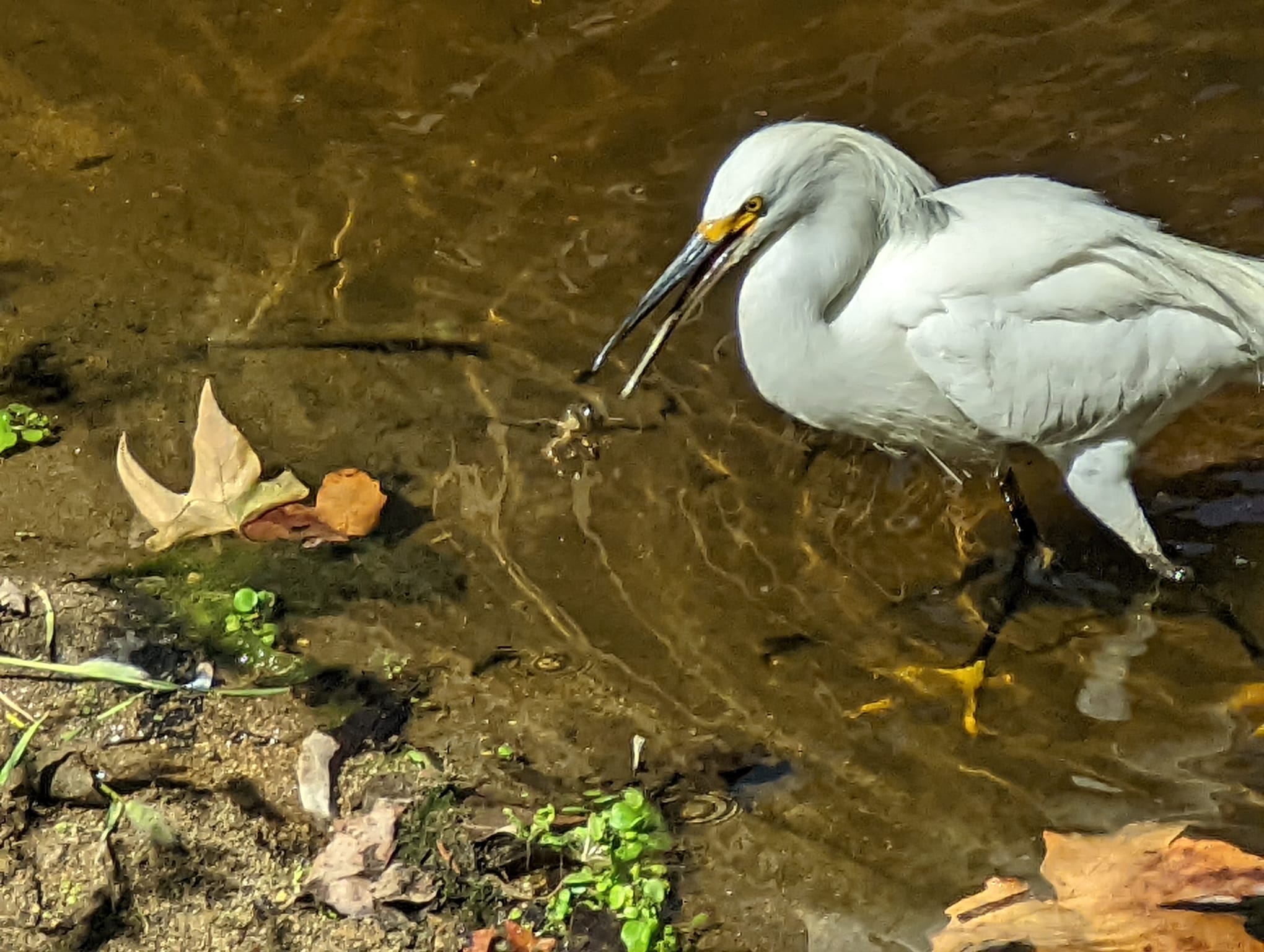 Extra pictures of the Egret that I forgot to add to my last post ...