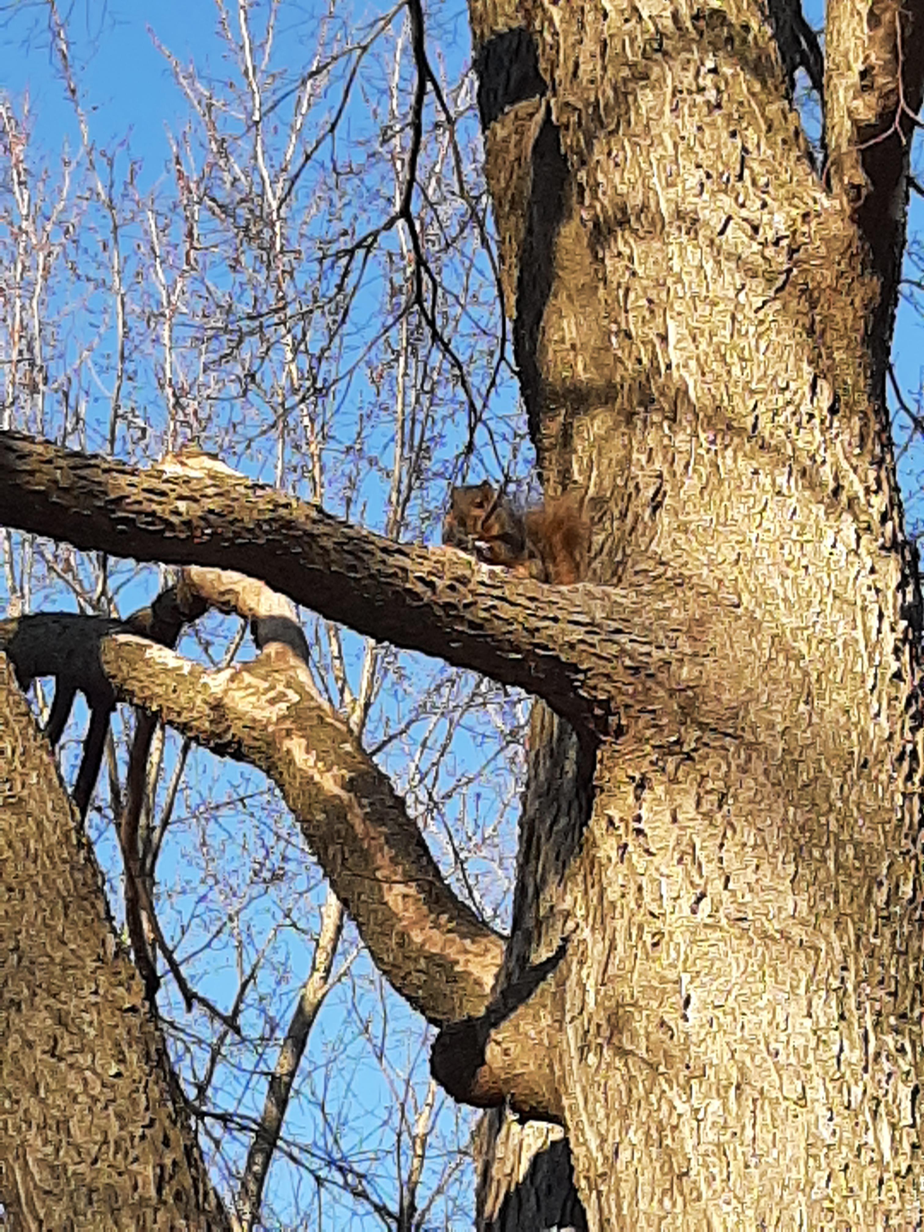 I never thought I'd see a squirrel eating a dead Junco. | Scrolller