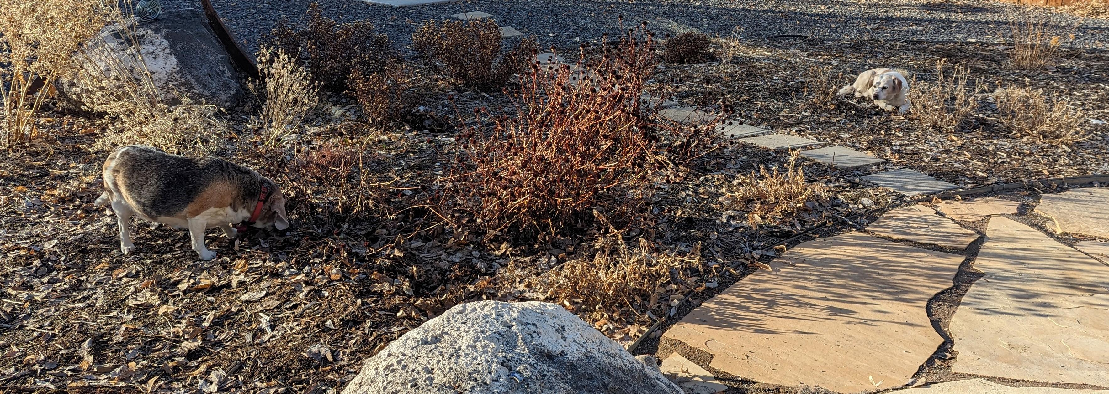 Setting a trap | Scrolller