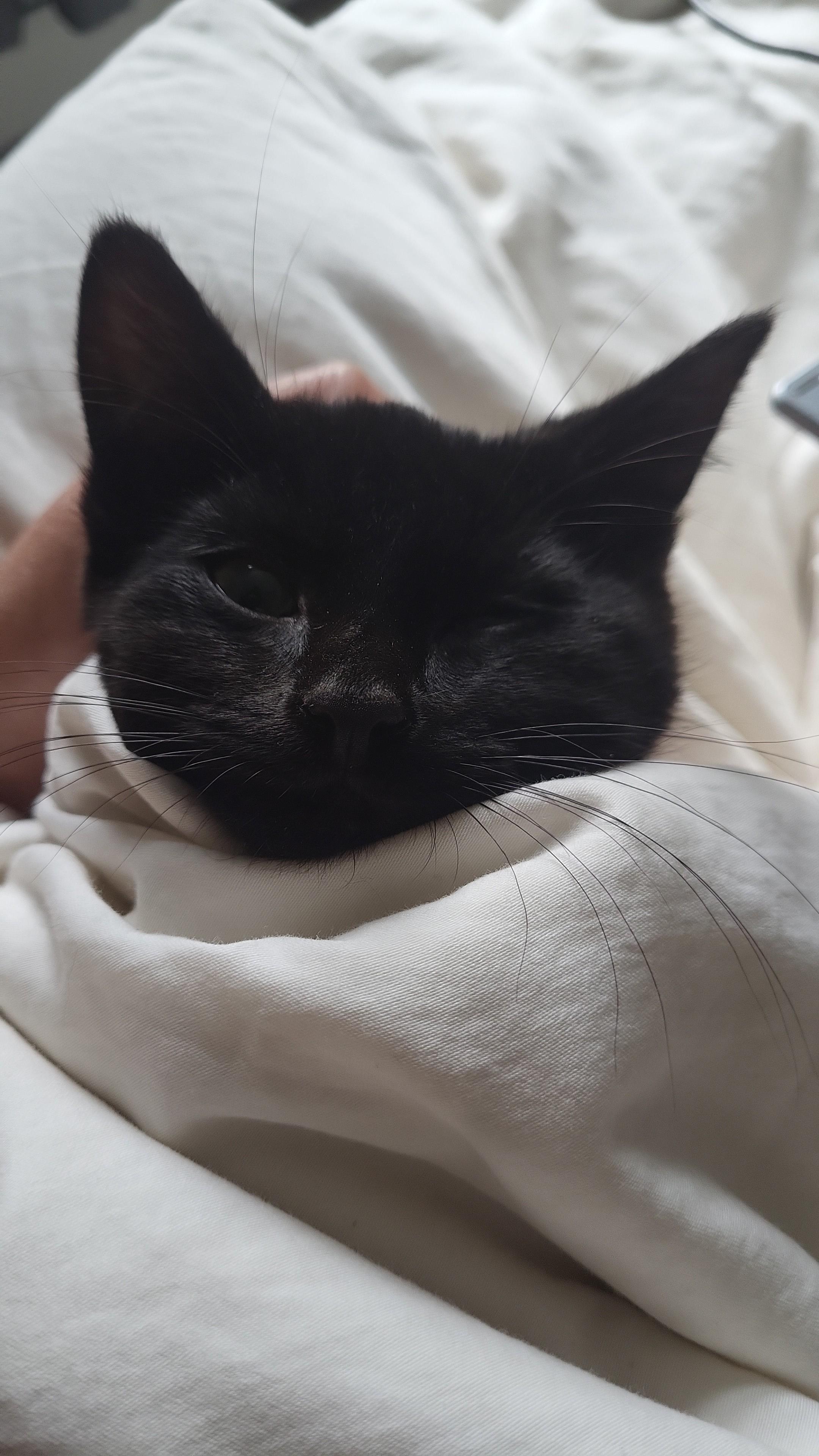 Meet Dio | Scrolller