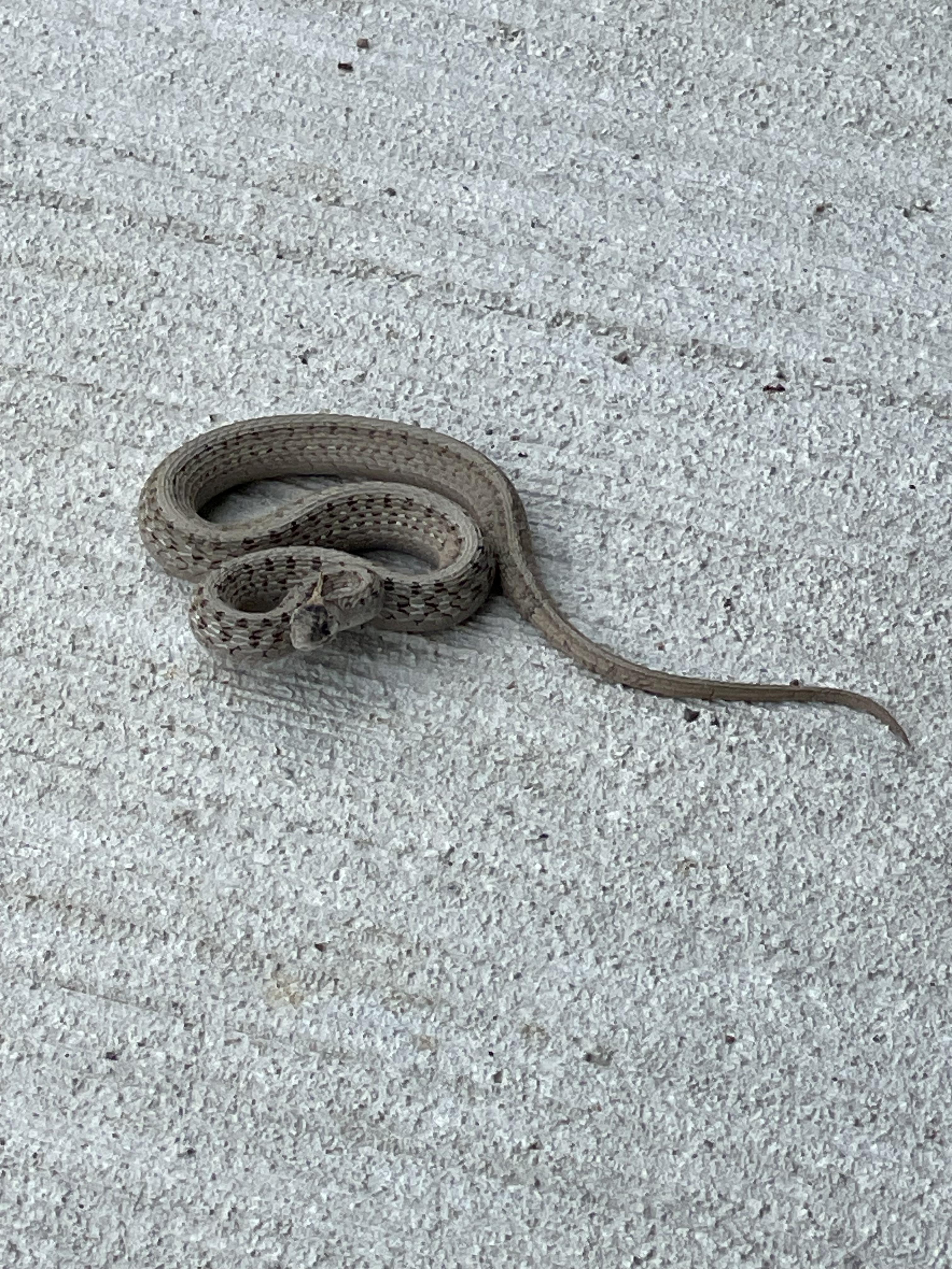 What type of snake? | Scrolller