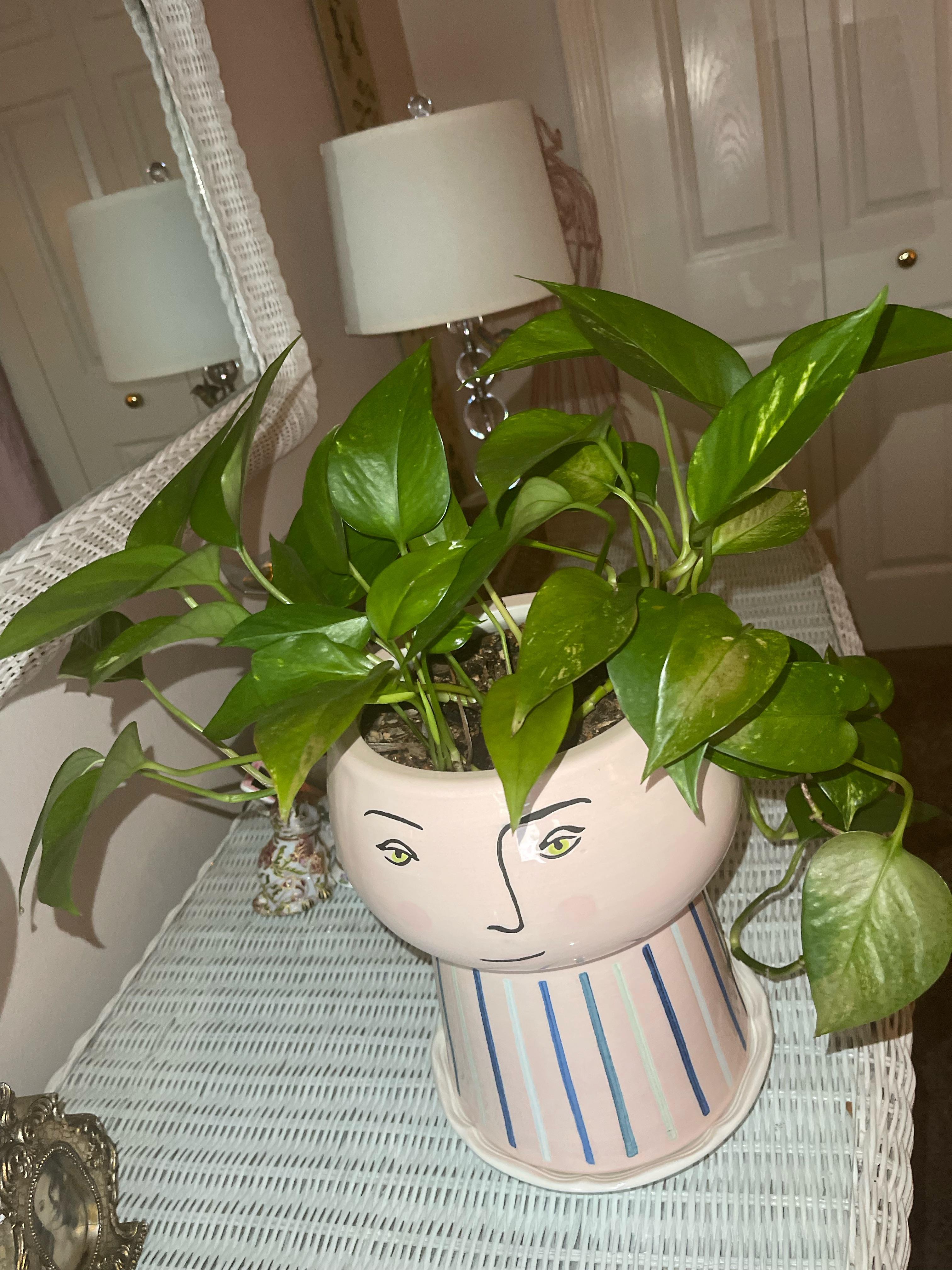 Does my golden pothos look healthy? | Scrolller