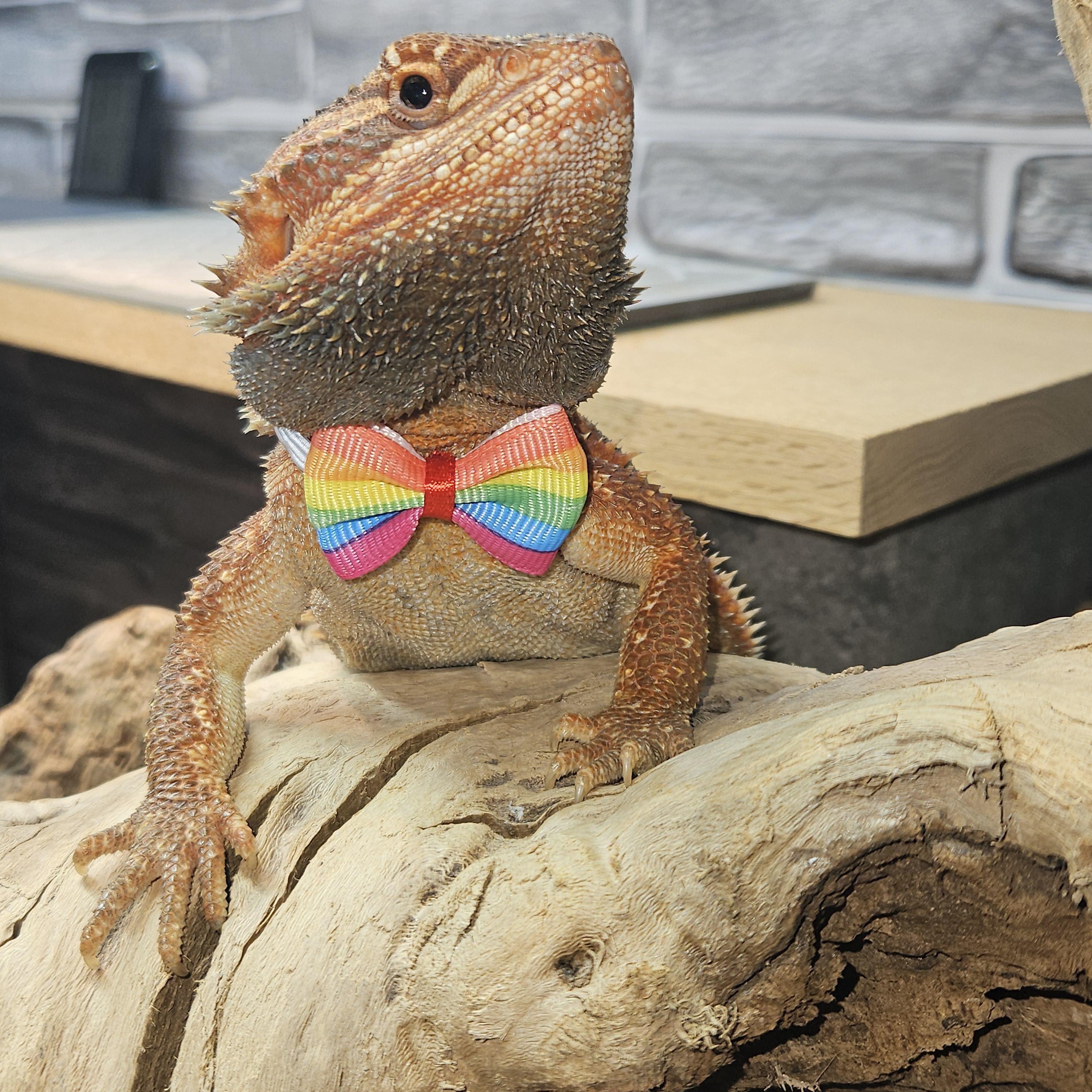 Happy Pride Month! | Scrolller