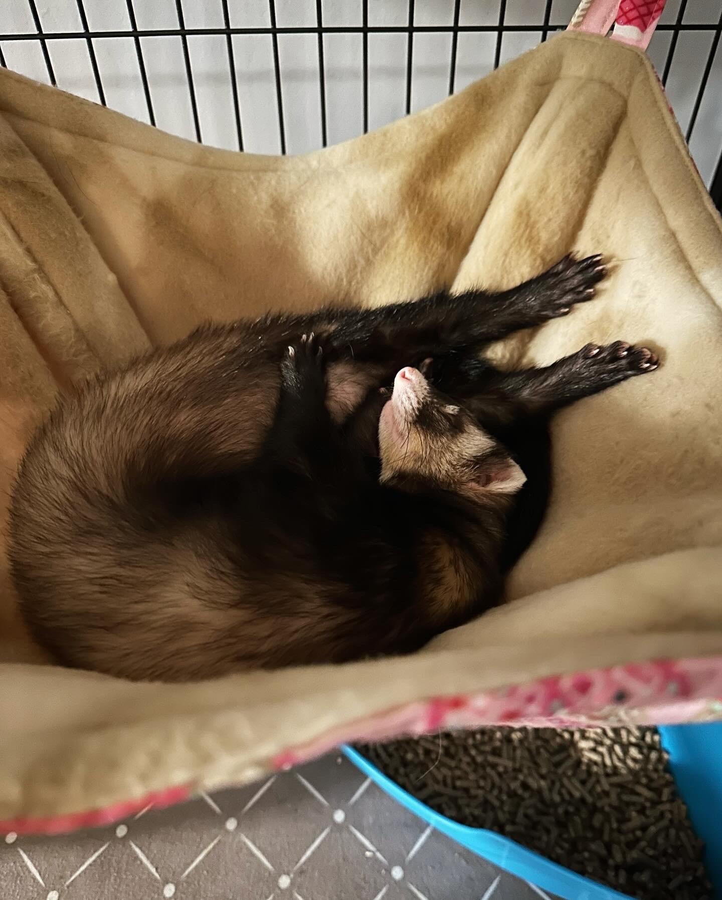 Snacks and naps | Scrolller