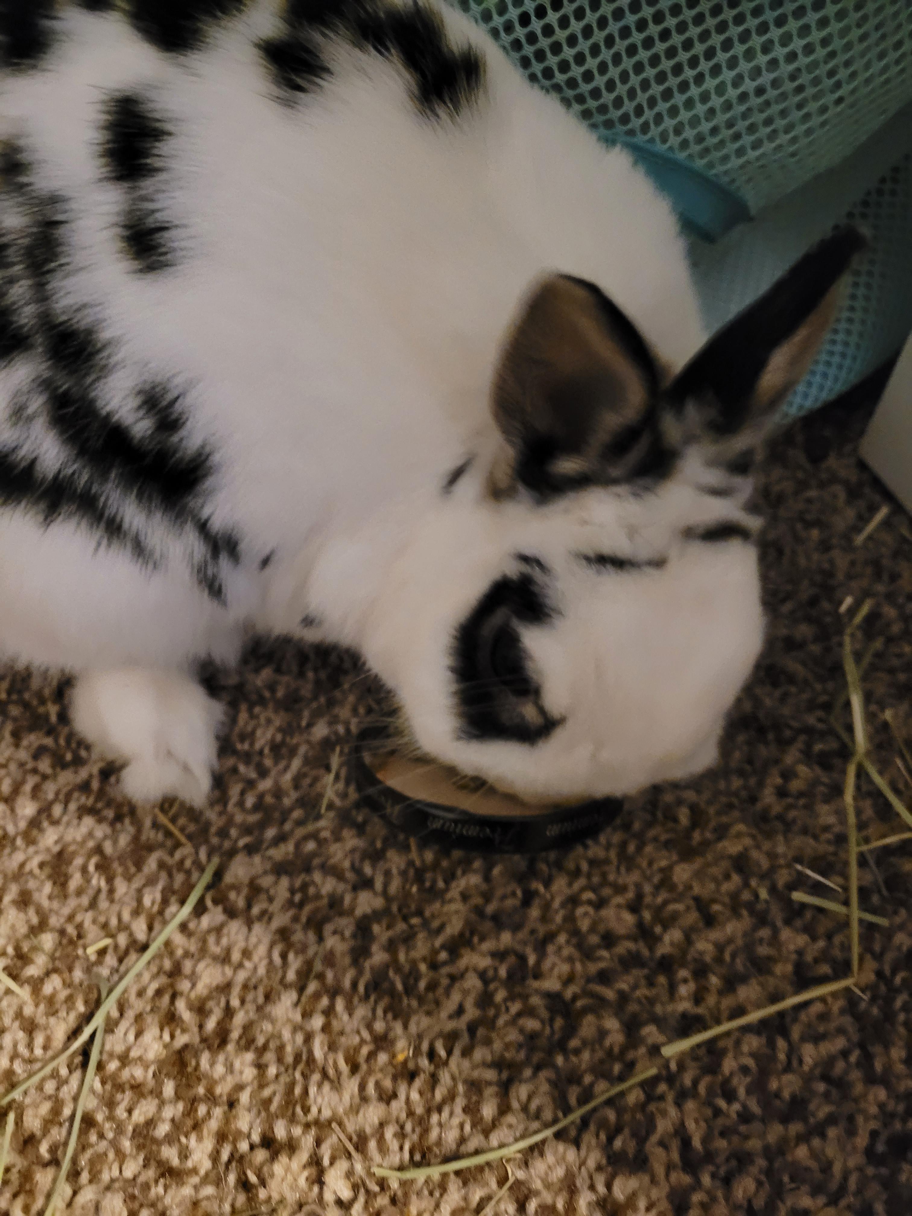 Our rabbit gets very defensive of her pellets, today she stepped on them to keep them close, and ...