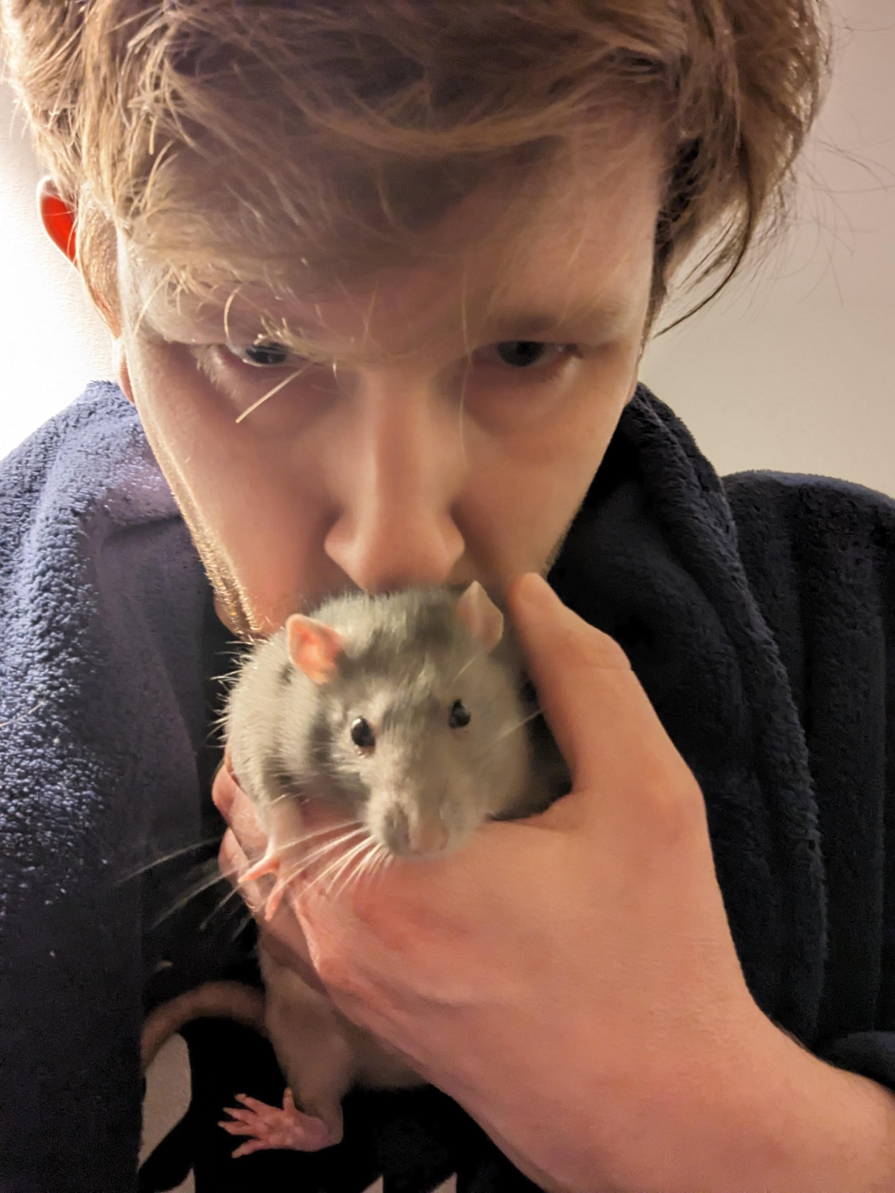 Sudden rat passing *warning* | Scrolller