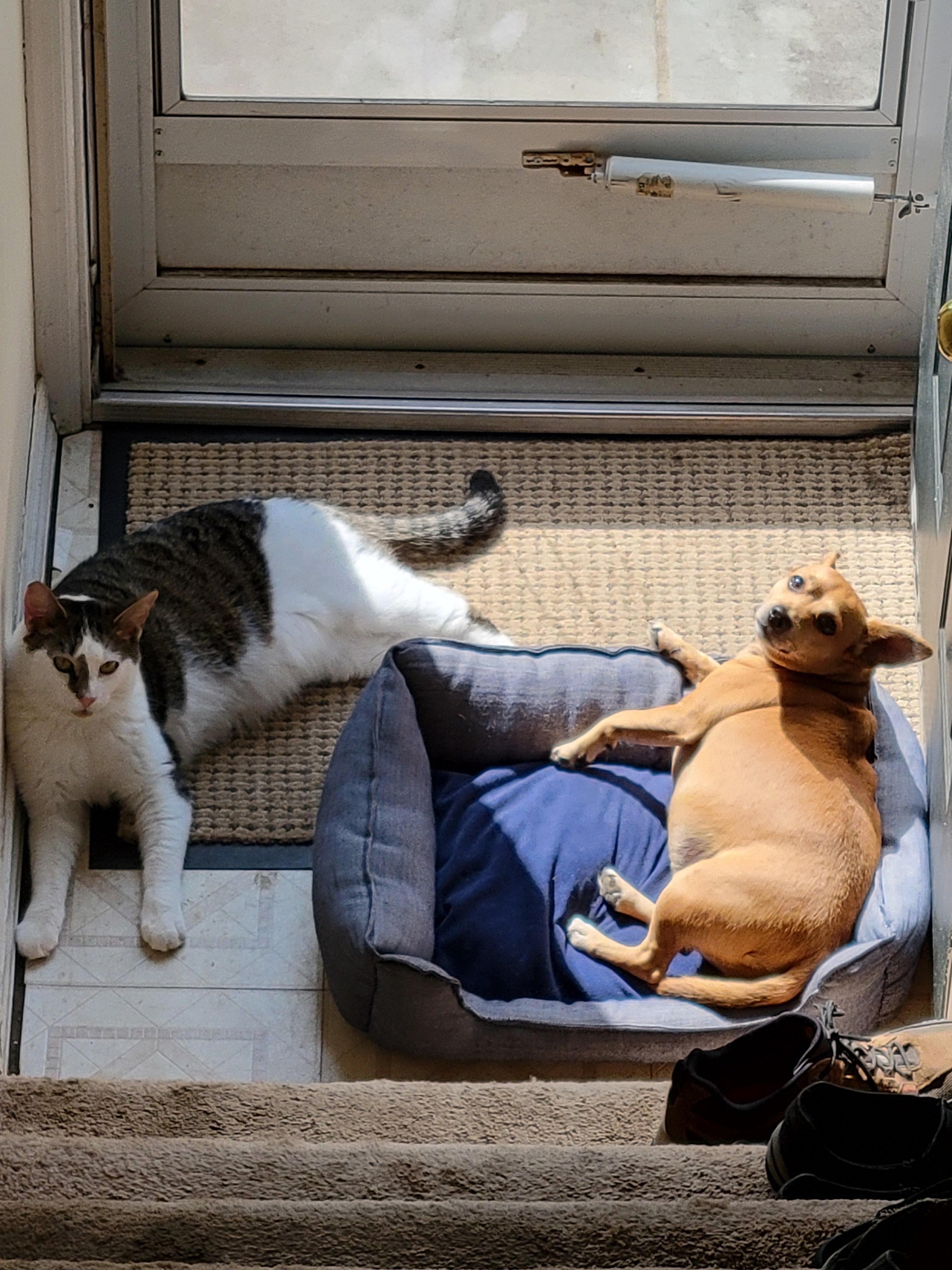 DAD WHERES MY BED!? .....thanks dad 😁 The cat: what the heck dad!? | Scrolller