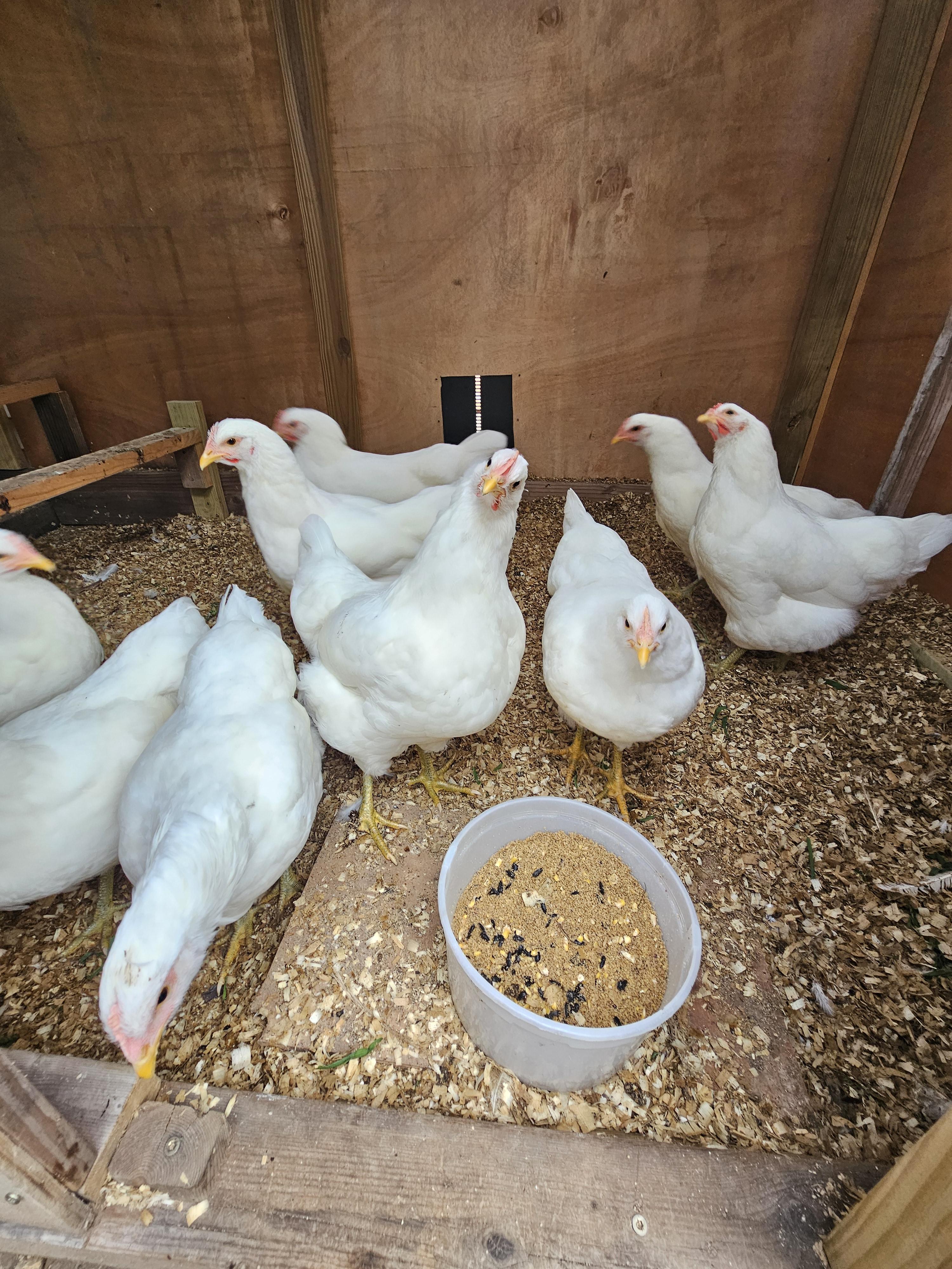 Jersey giants hens | Scrolller