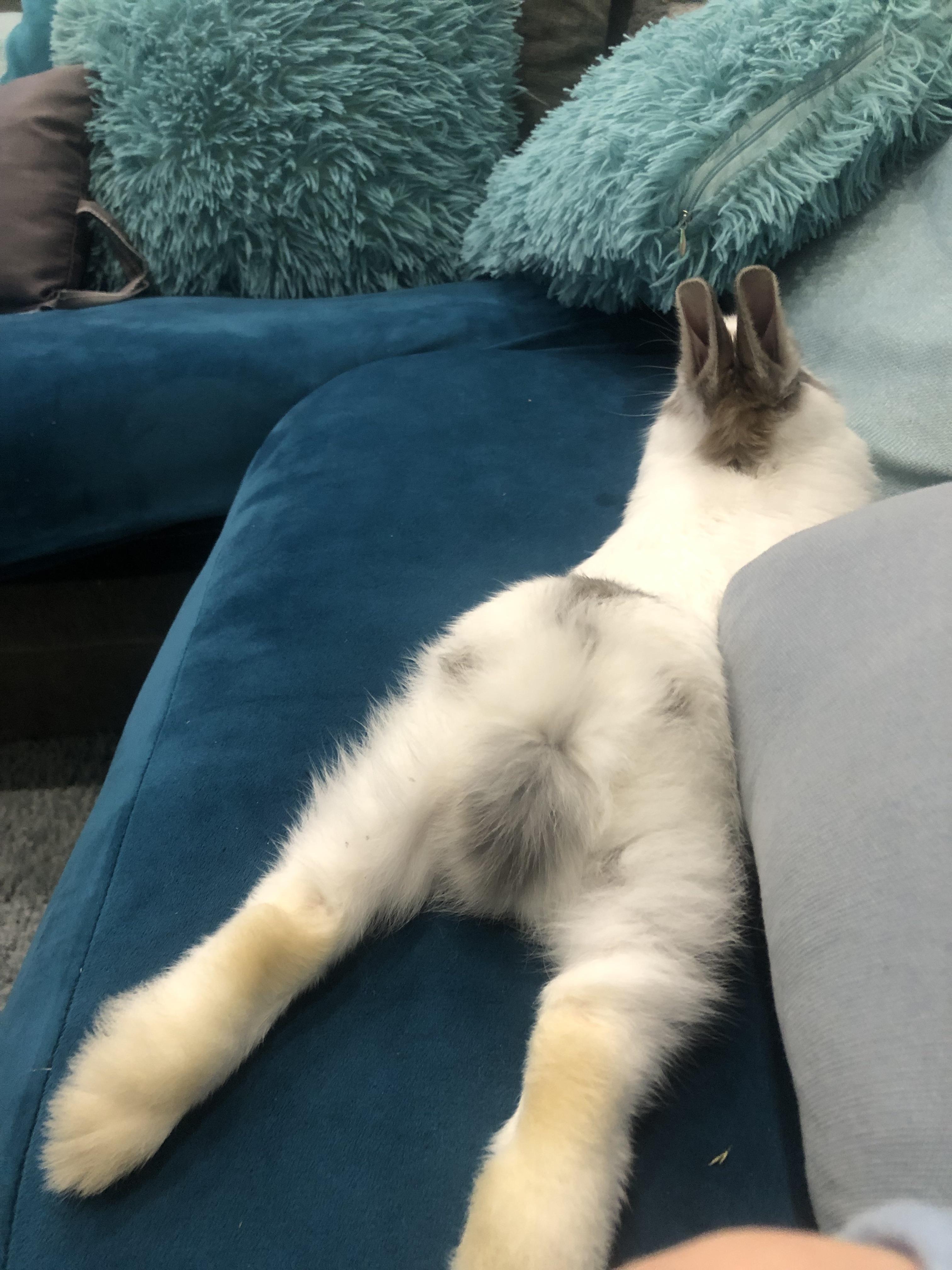 Update on pebbles the Netherland Dwarf 😆😊 | Scrolller