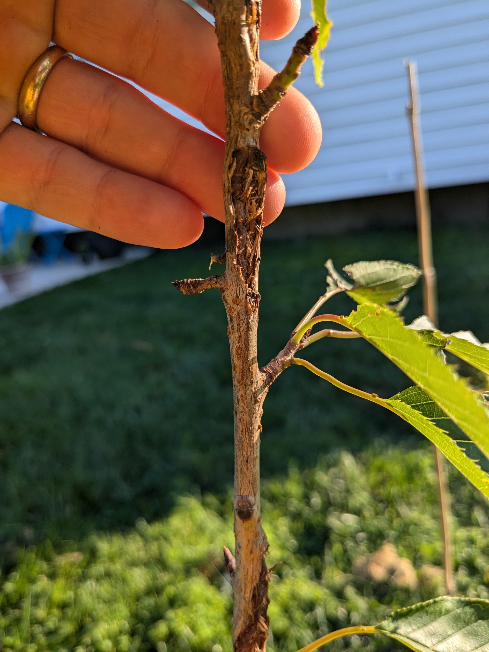 Gouges in my young cherry tree? | Scrolller