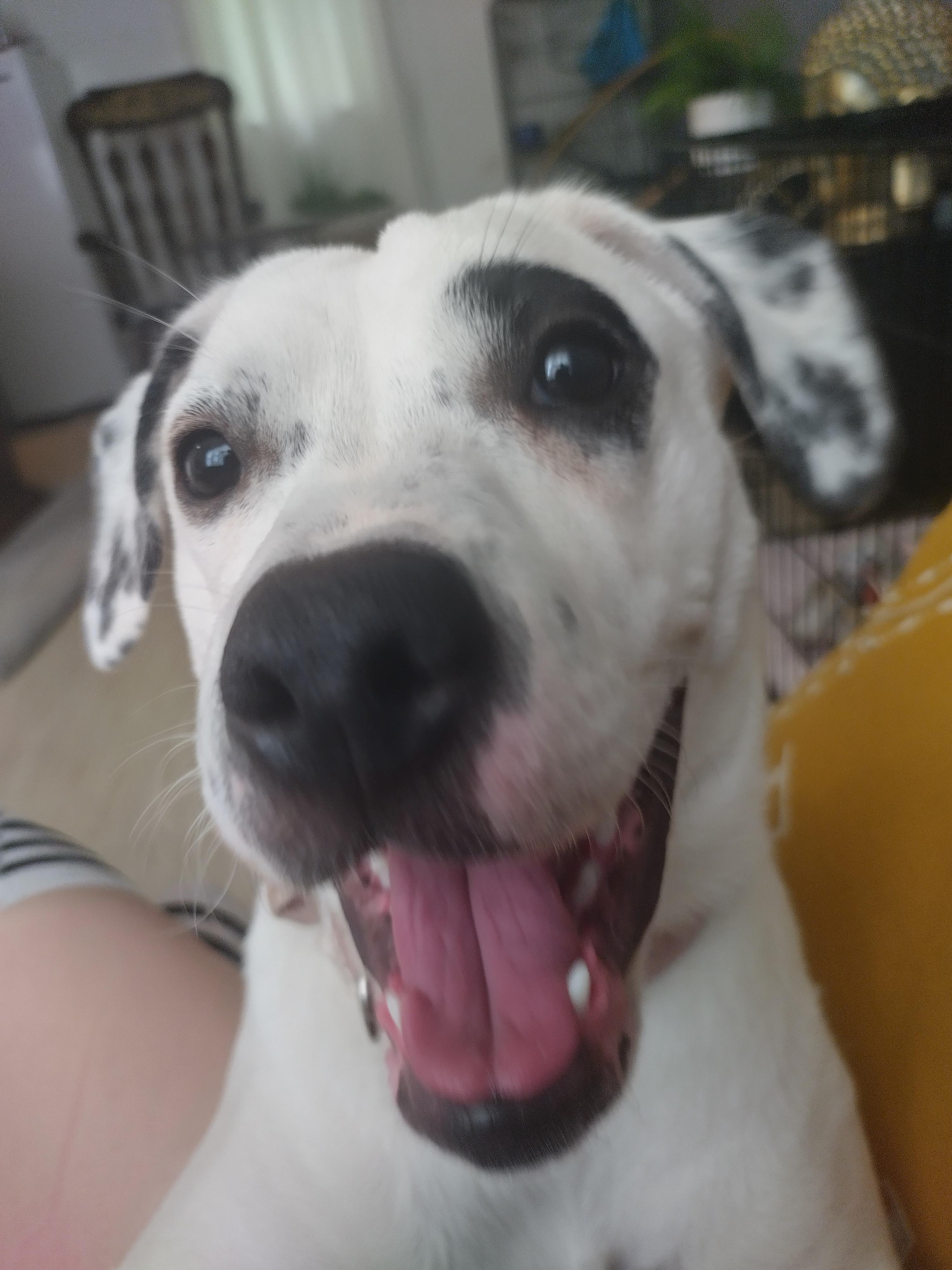 Meet Pepper! | Scrolller